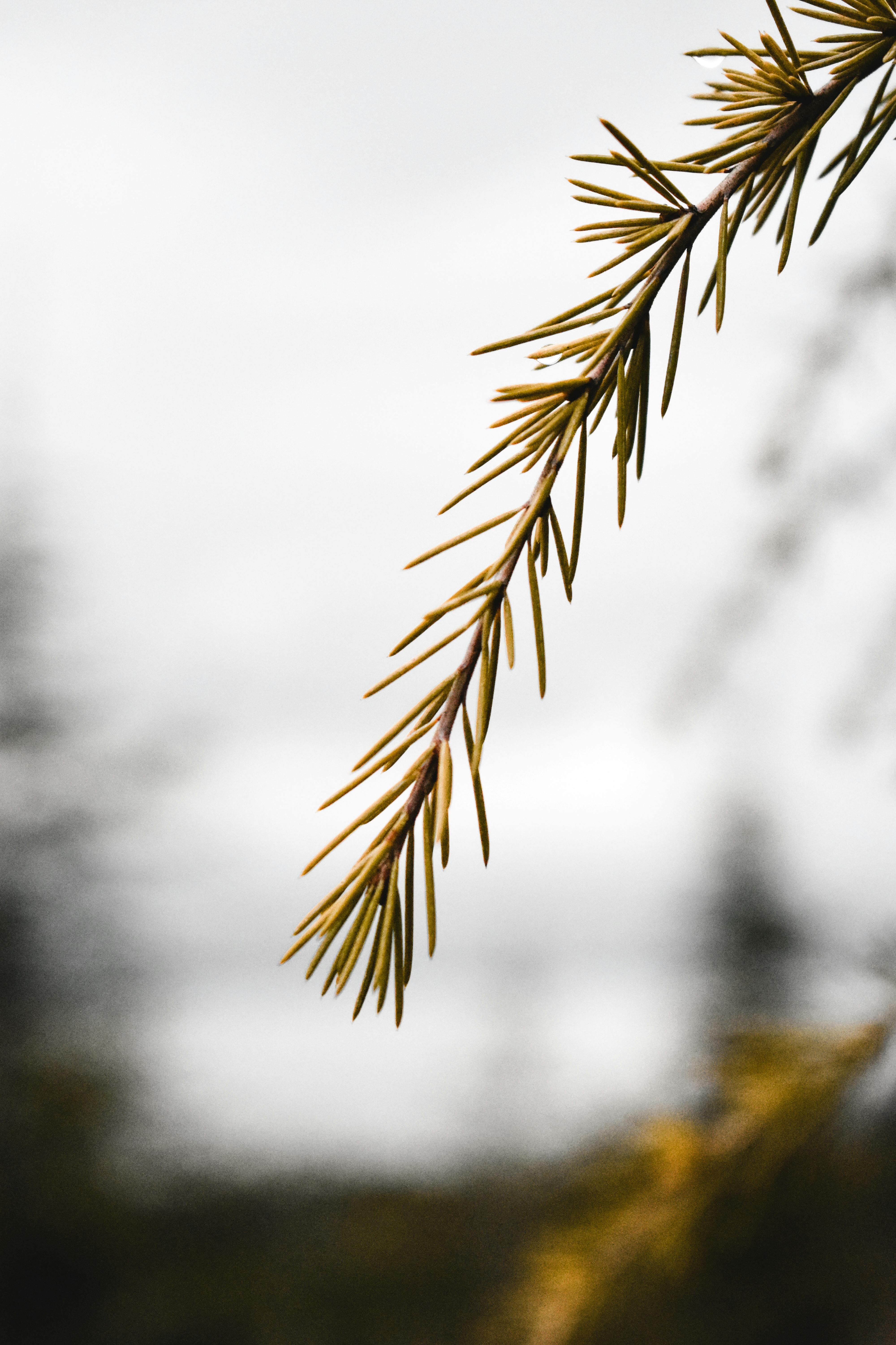Shallow Focus Photography of Spruce · Free Stock Photo