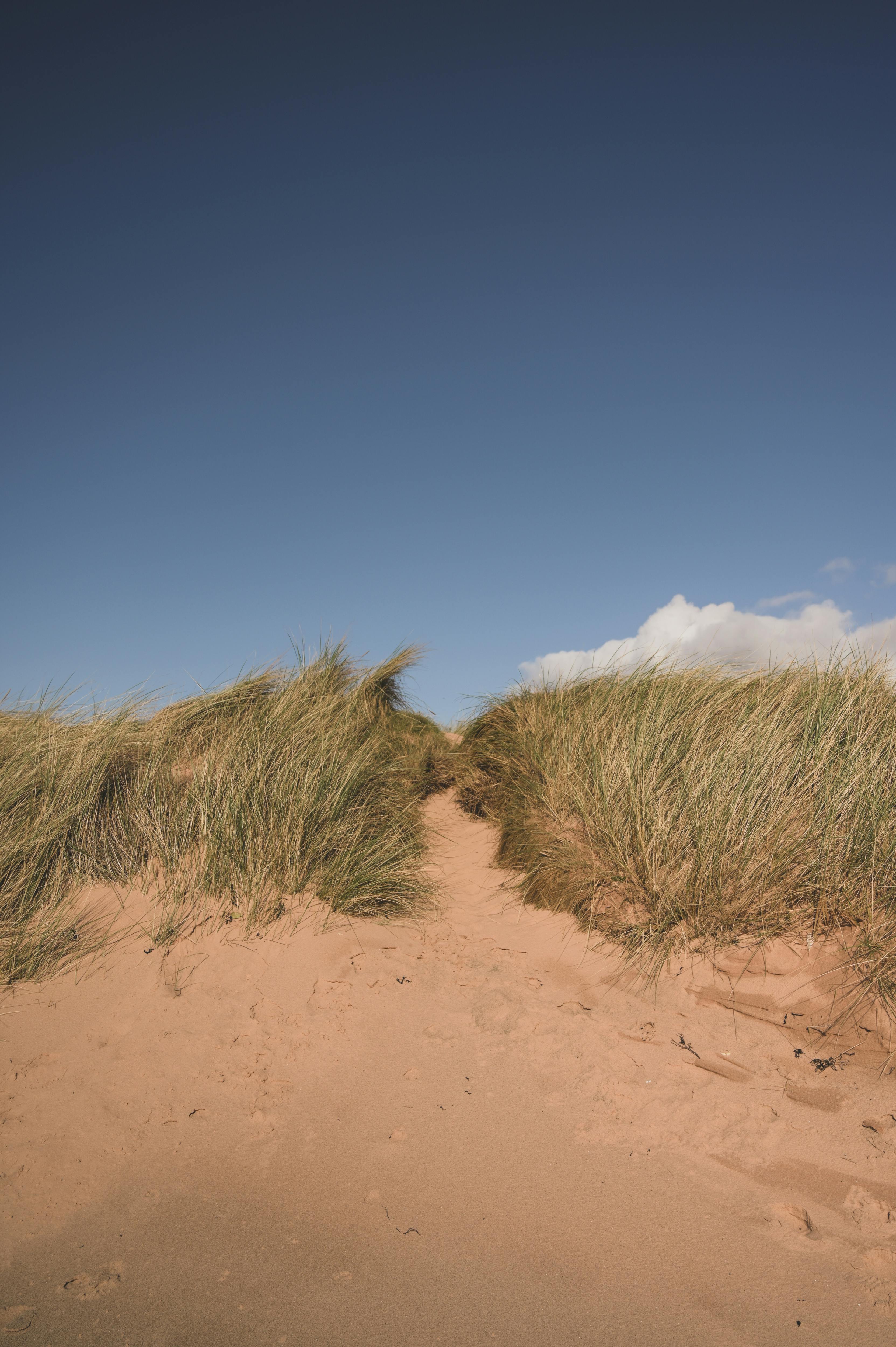 A Grass Field on Sand Under the Blue Sky · Free Stock Photo