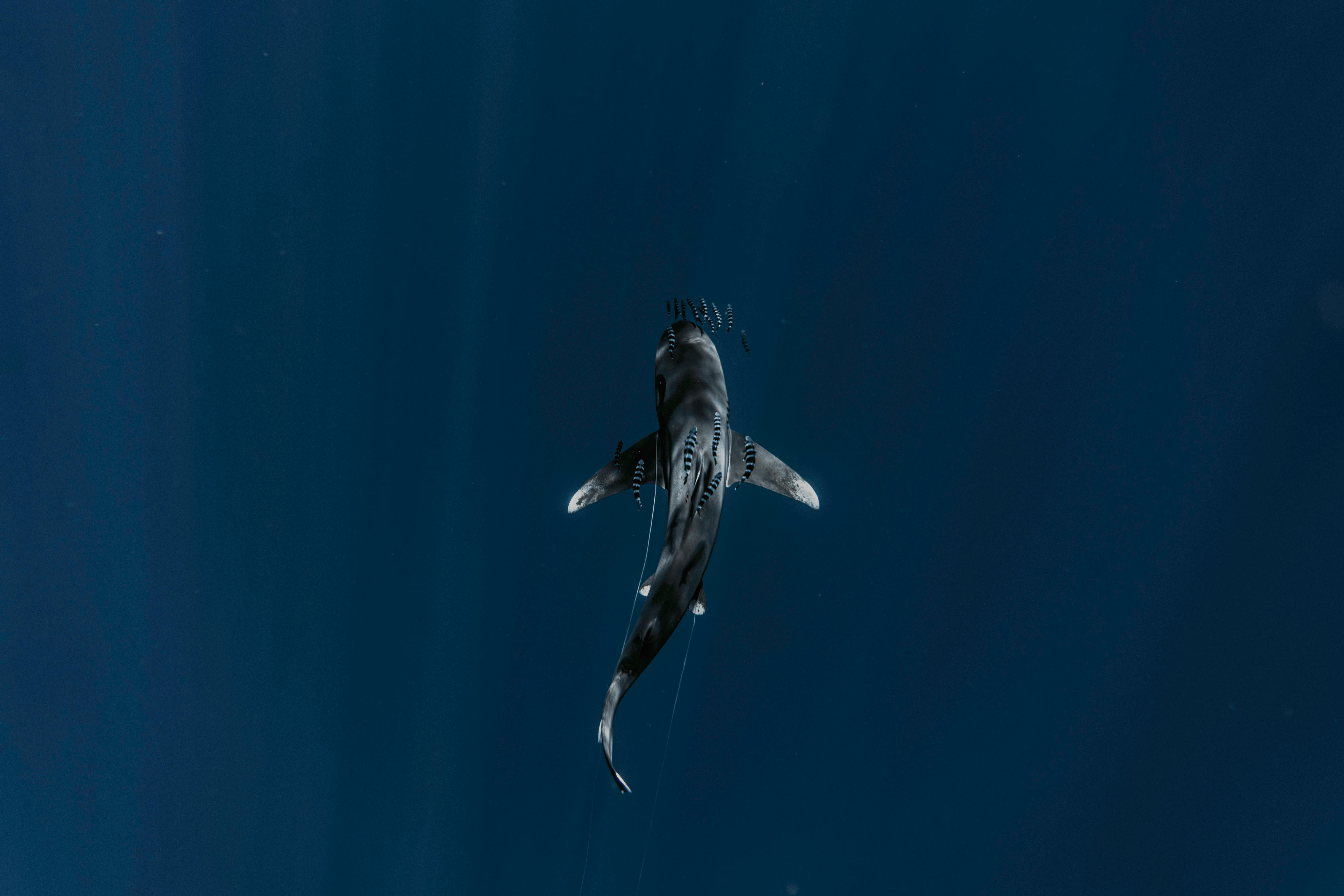 View of Shark in Pelagic Waters · Free Stock Photo