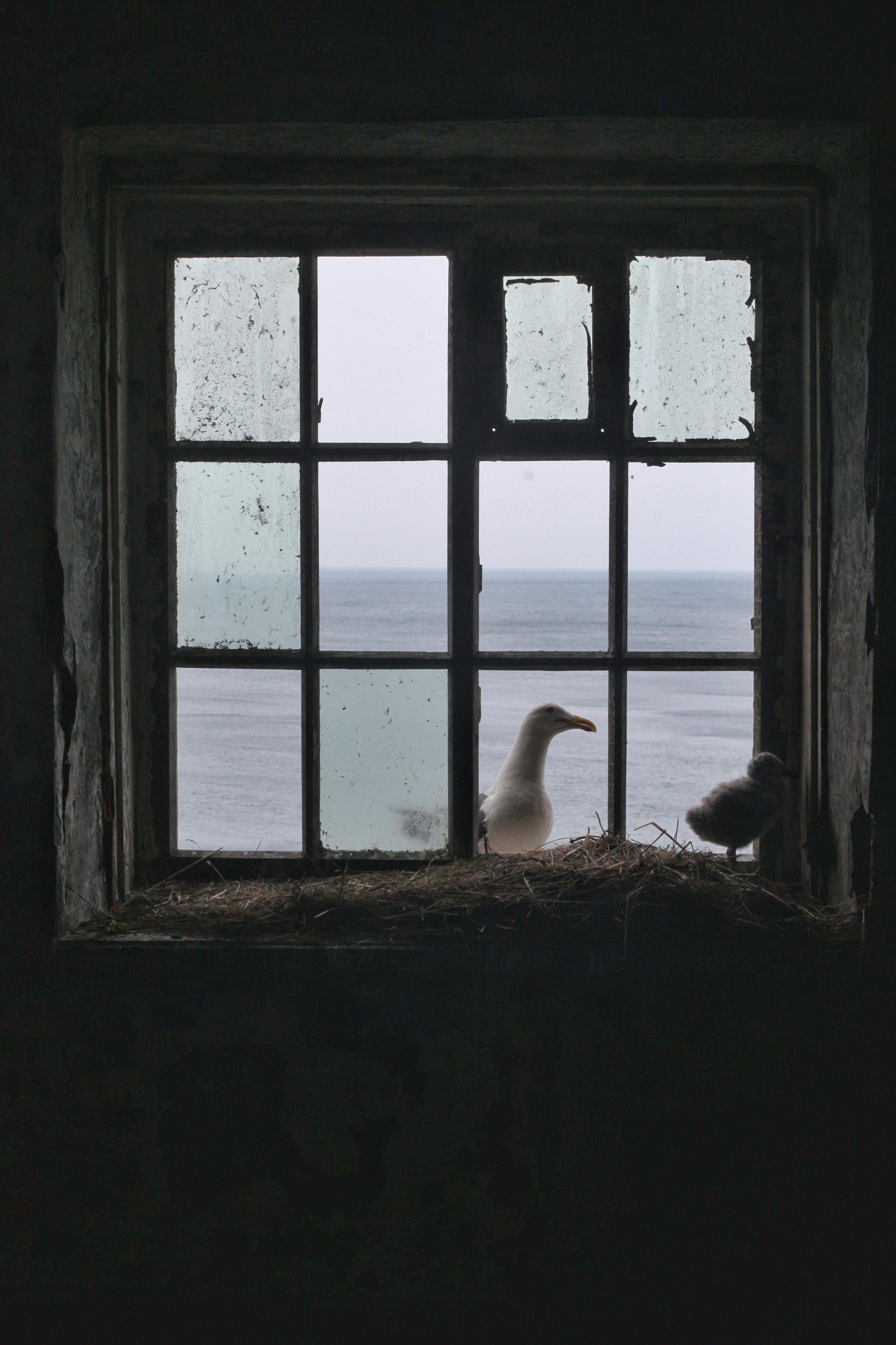 Seagull in Window from Inside · Free Stock Photo