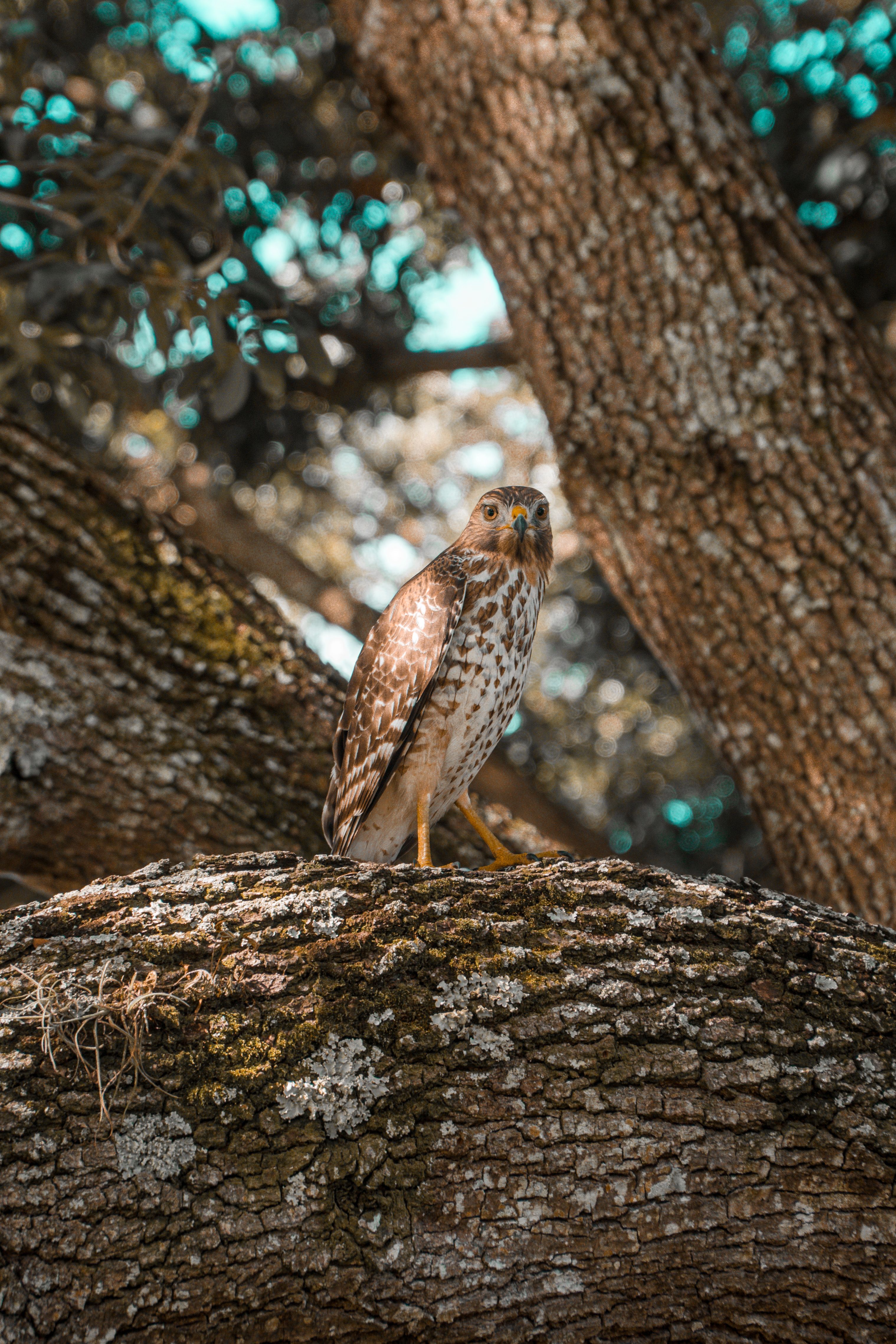 Brown Hawk Perched on Branch · Free Stock Photo