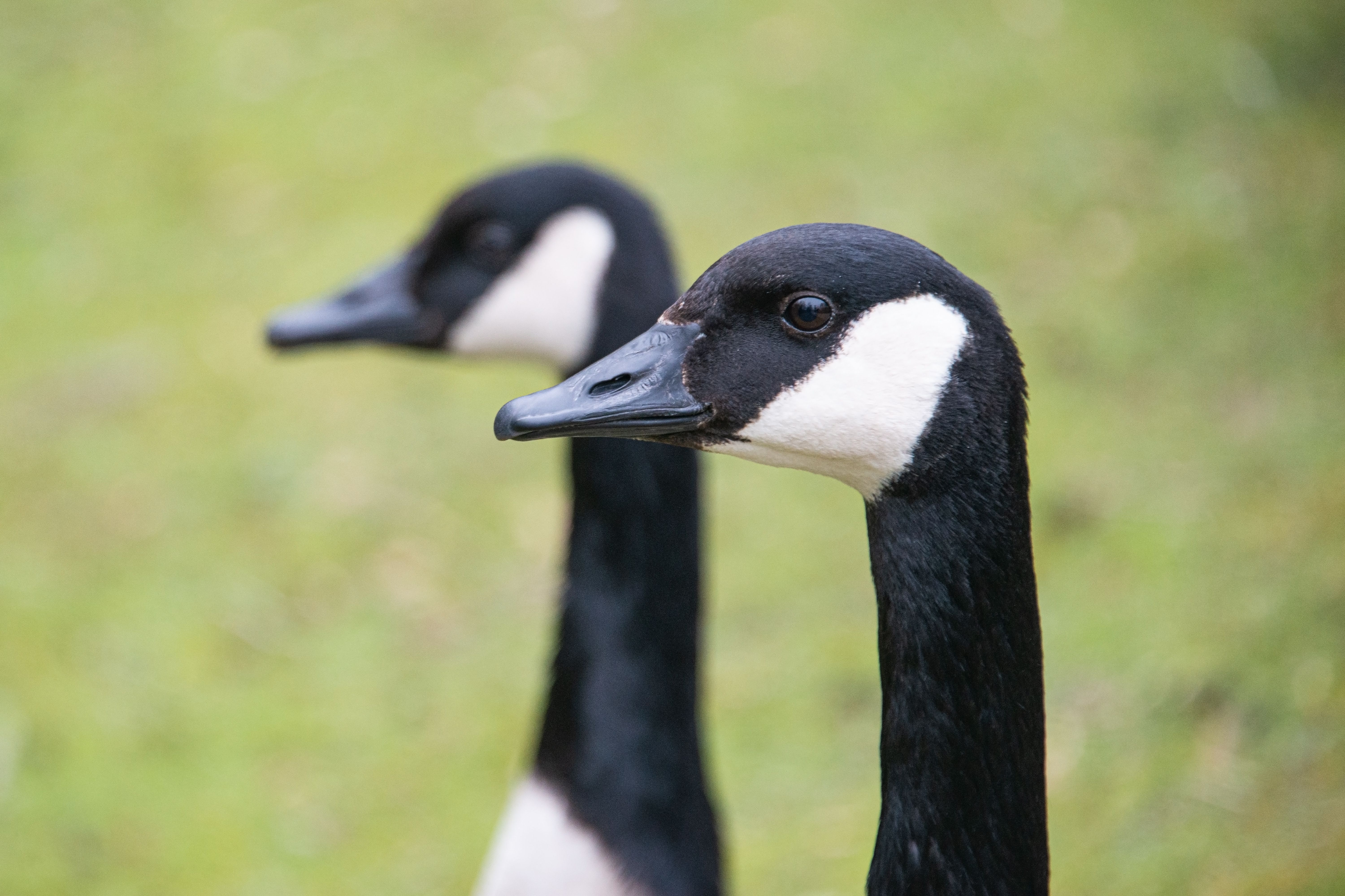 Close Up Photo of Geese · Free Stock Photo