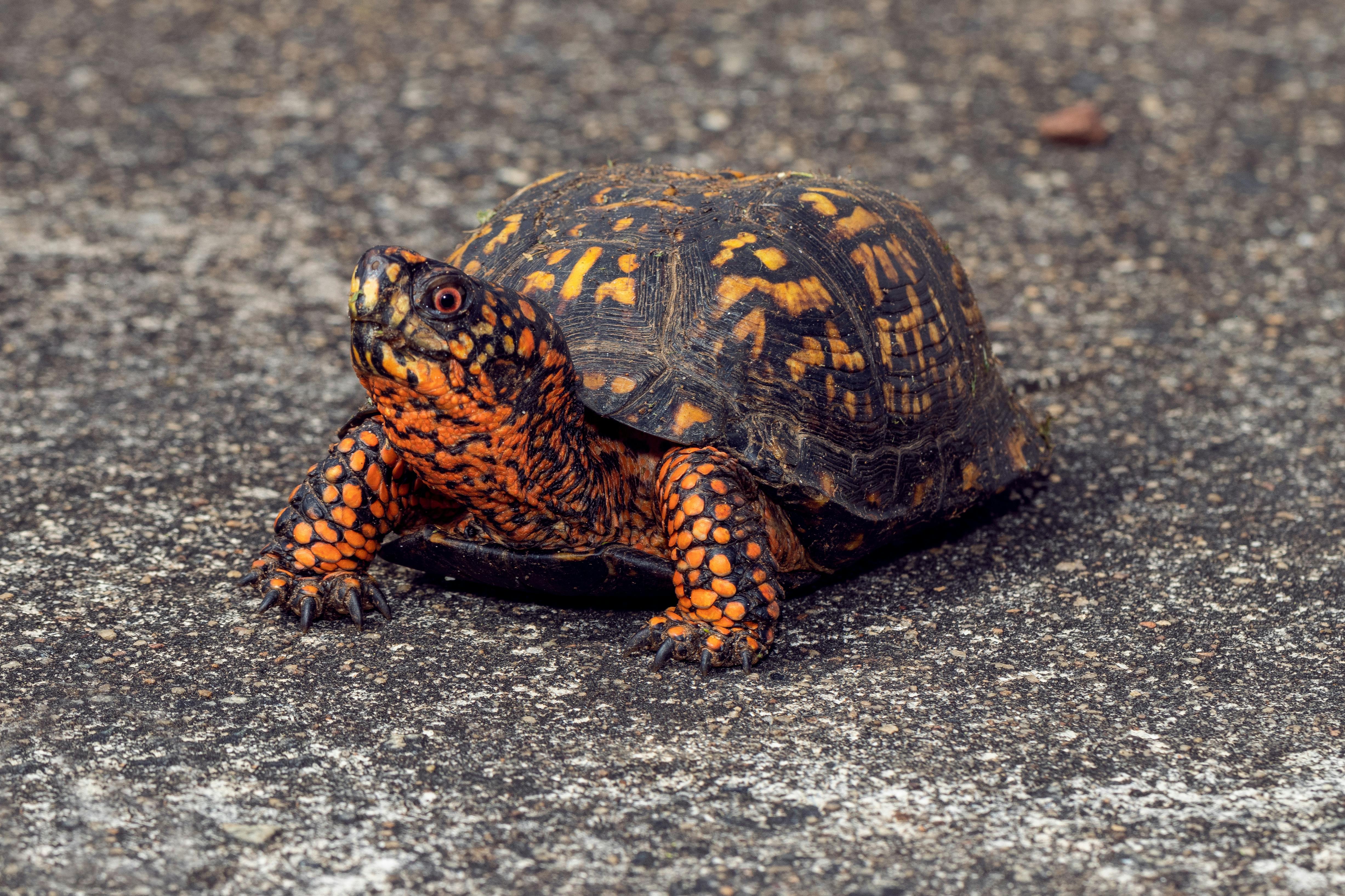 Box Turtle Photos, Download The BEST Free Box Turtle Stock Photos & HD ...