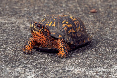 Common box turtle care, habitat, and conservation tips
