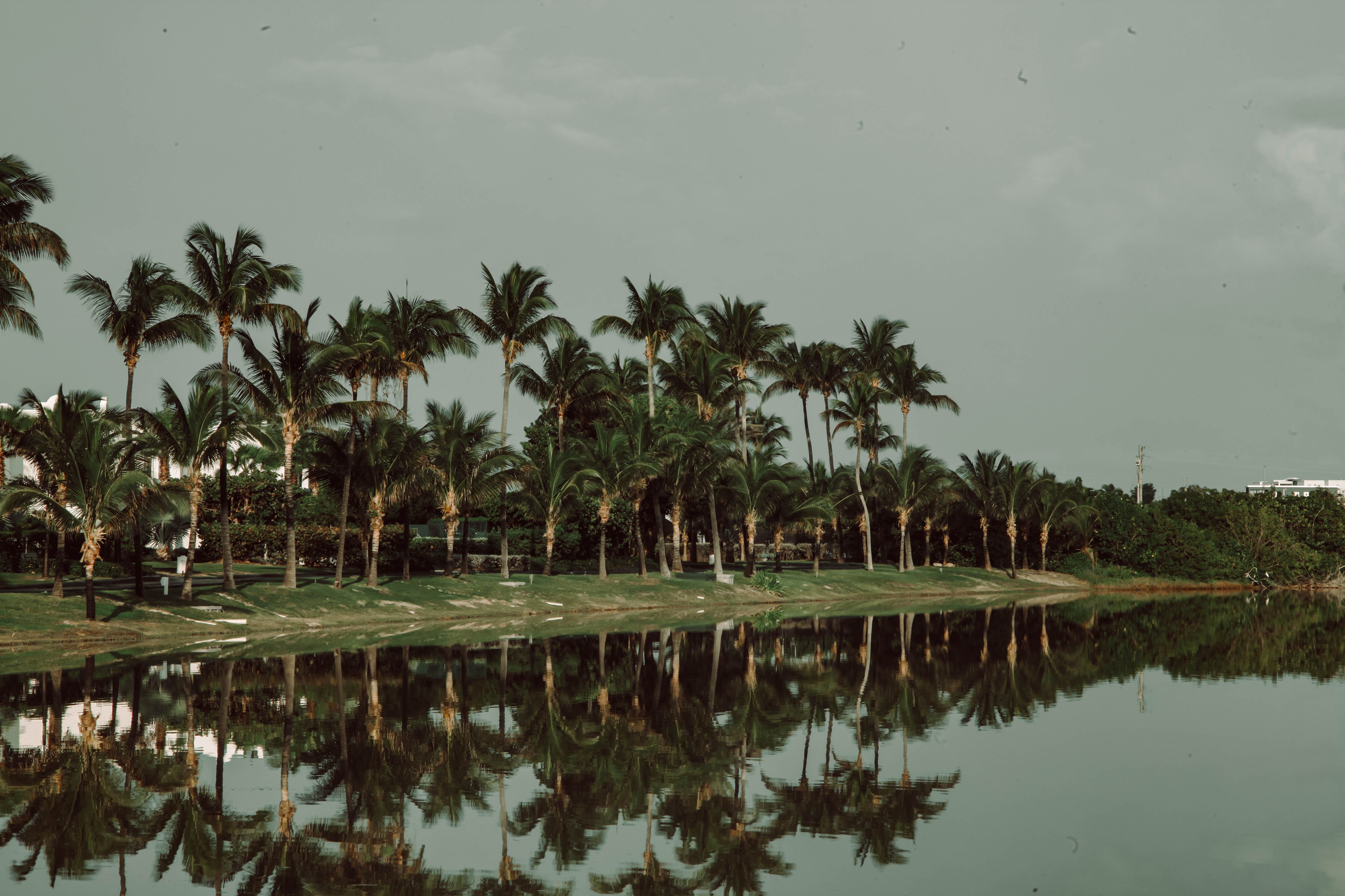 Coconut Trees · Free Stock Photo