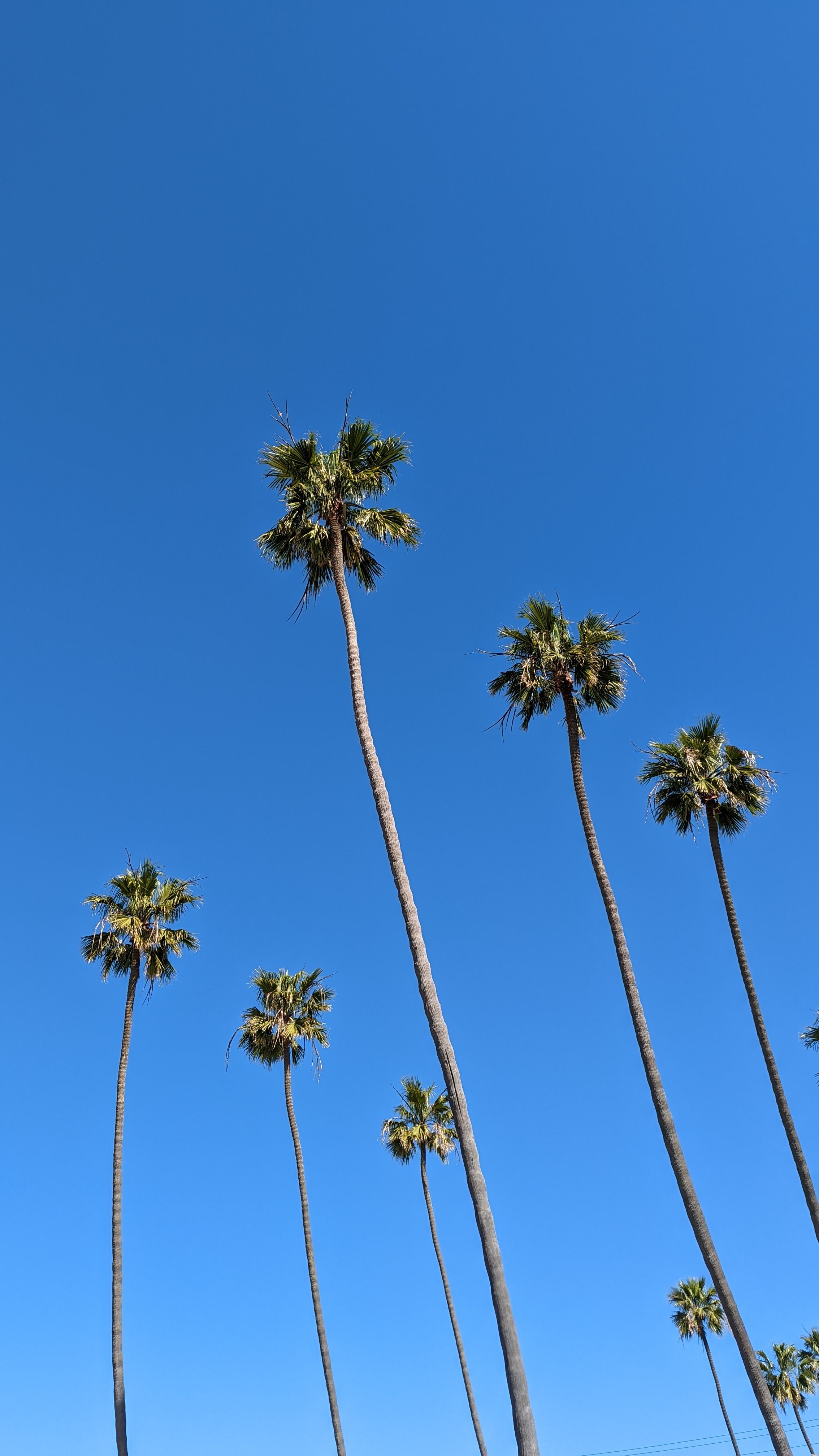 Close-Up Shot of a Palm Tree · Free Stock Photo