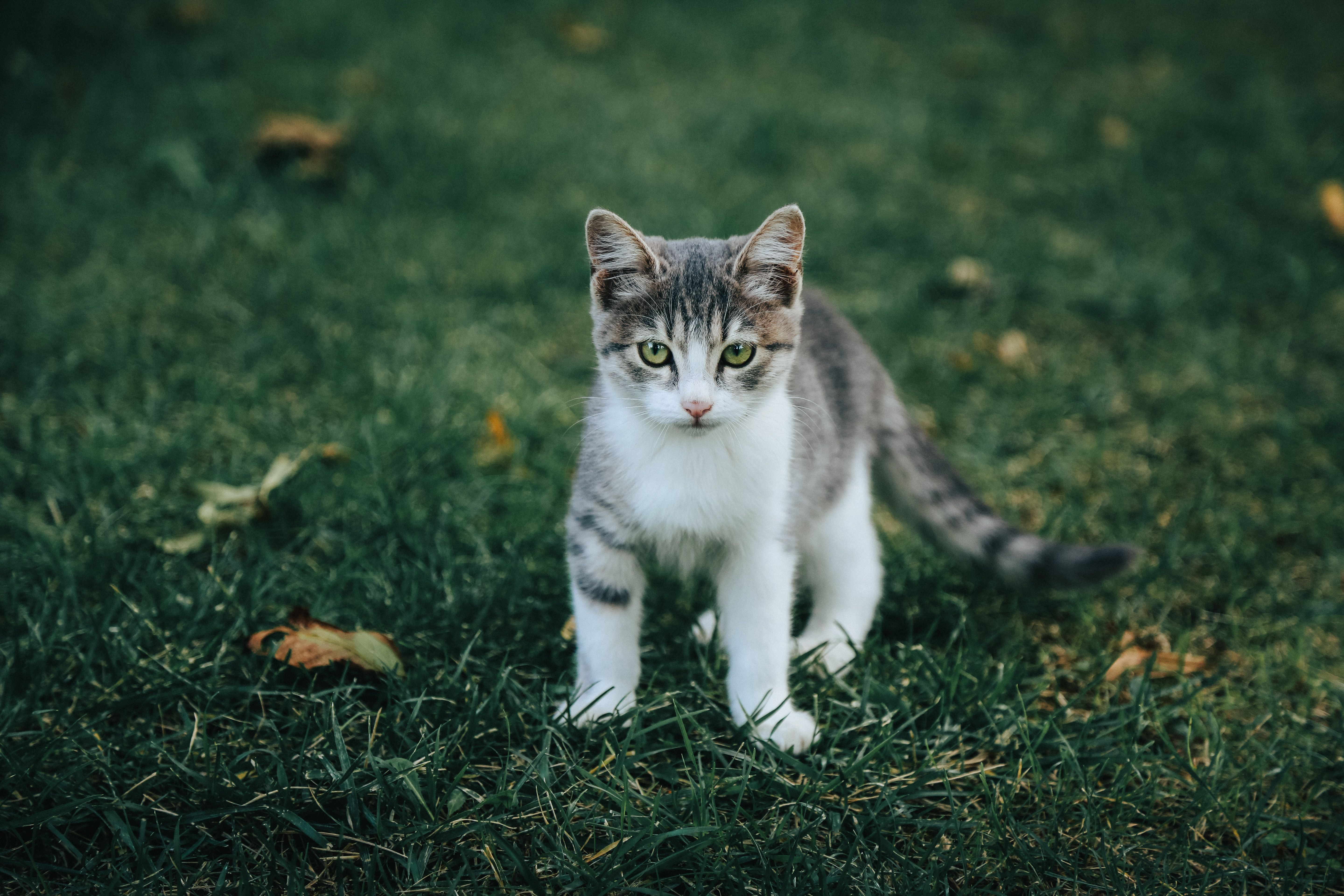 Cat Fences Photos, Download The BEST Free Cat Fences Stock Photos & HD ...