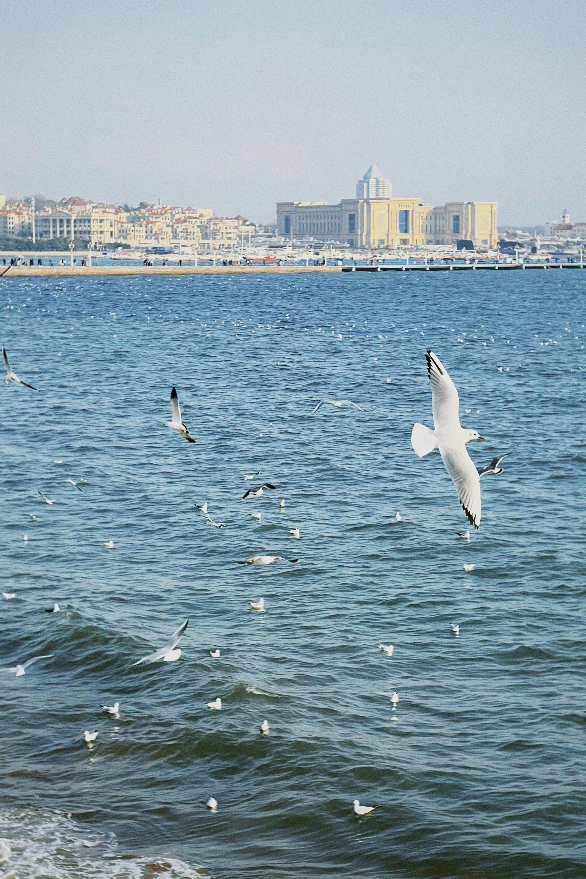 Seagulls Pooping Photos, Download Free Seagulls Pooping Stock Photos ...