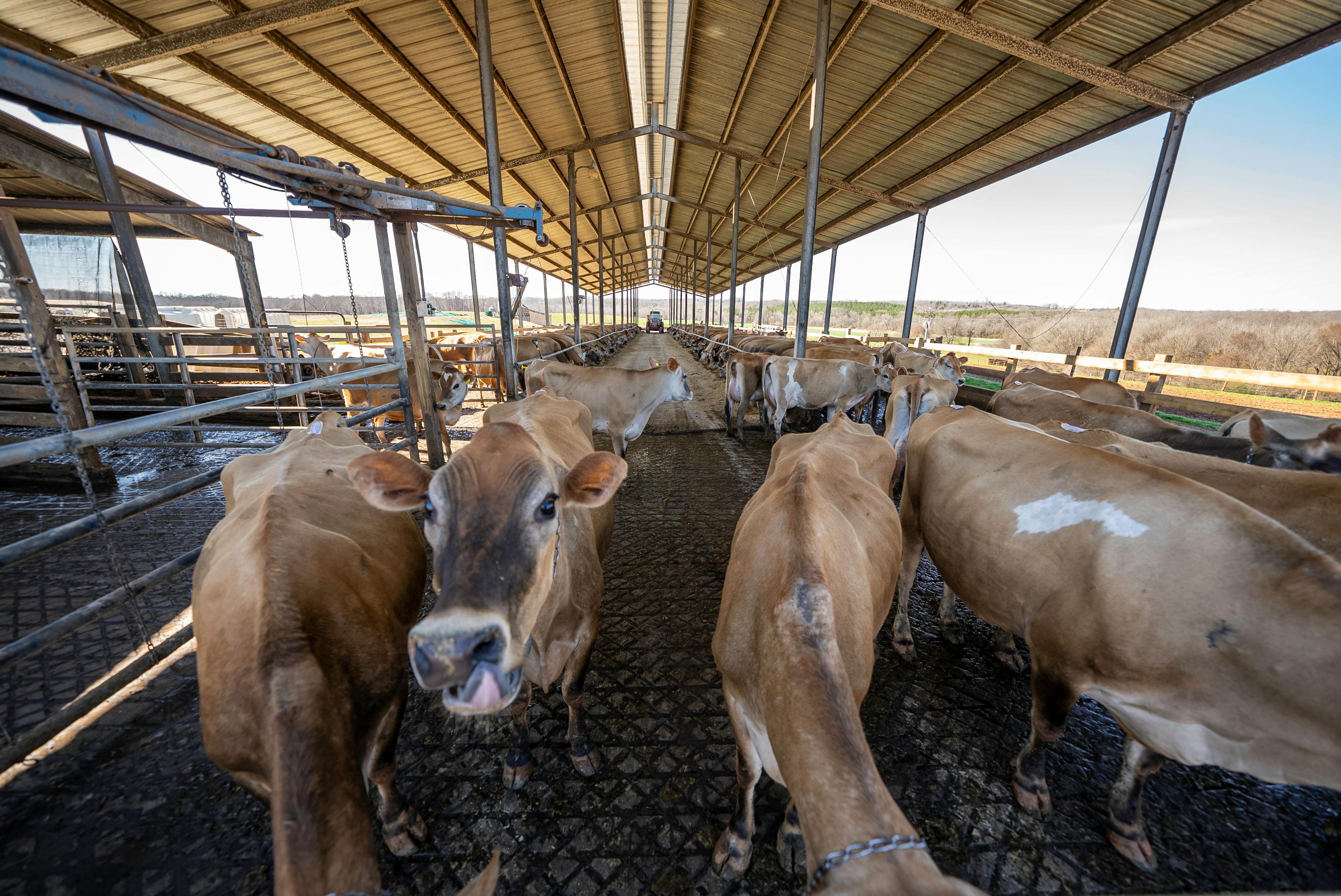 Cow Farm · Free Stock Photo