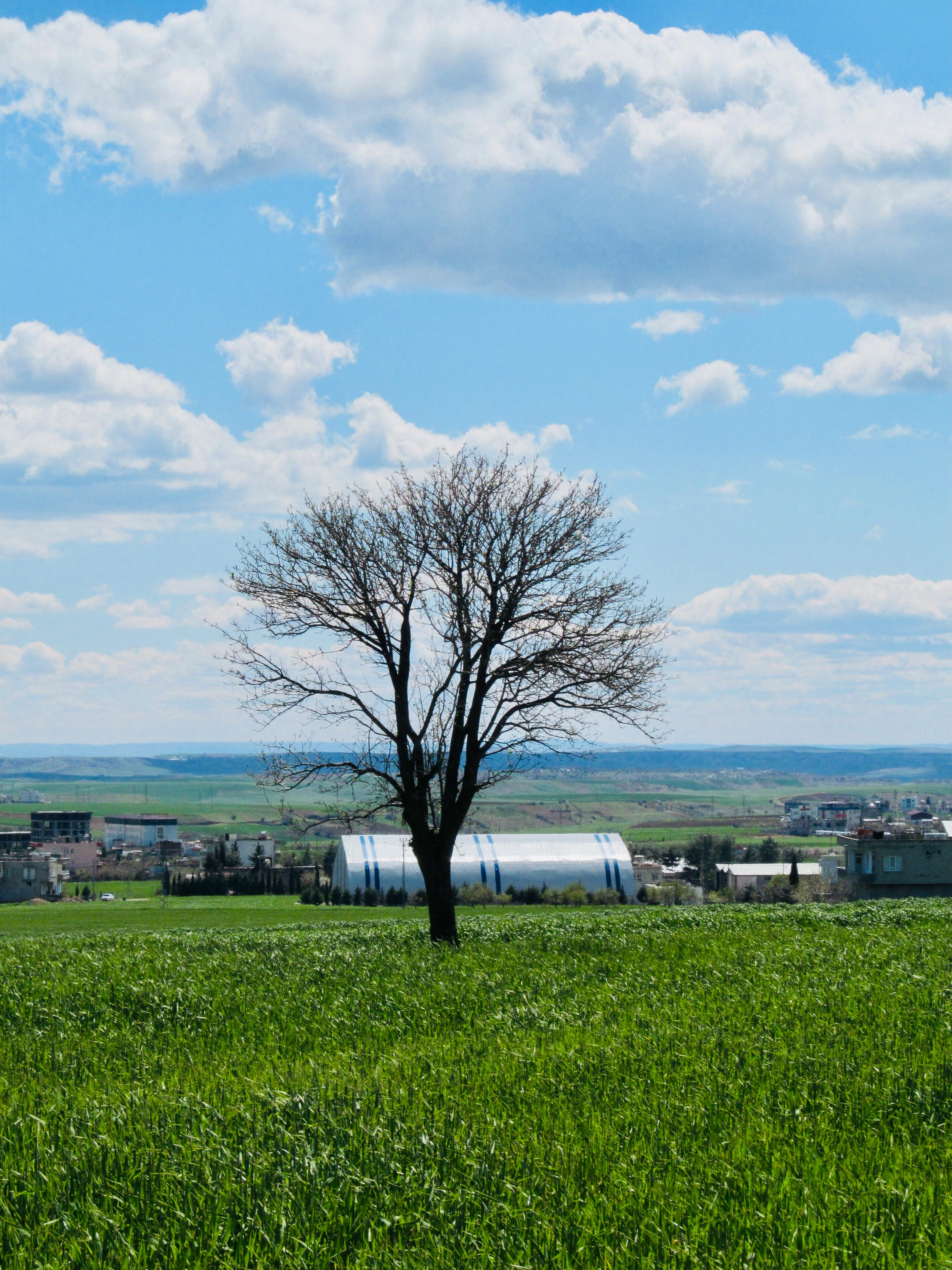 Lone Tree in Rural Scenery · Free Stock Photo