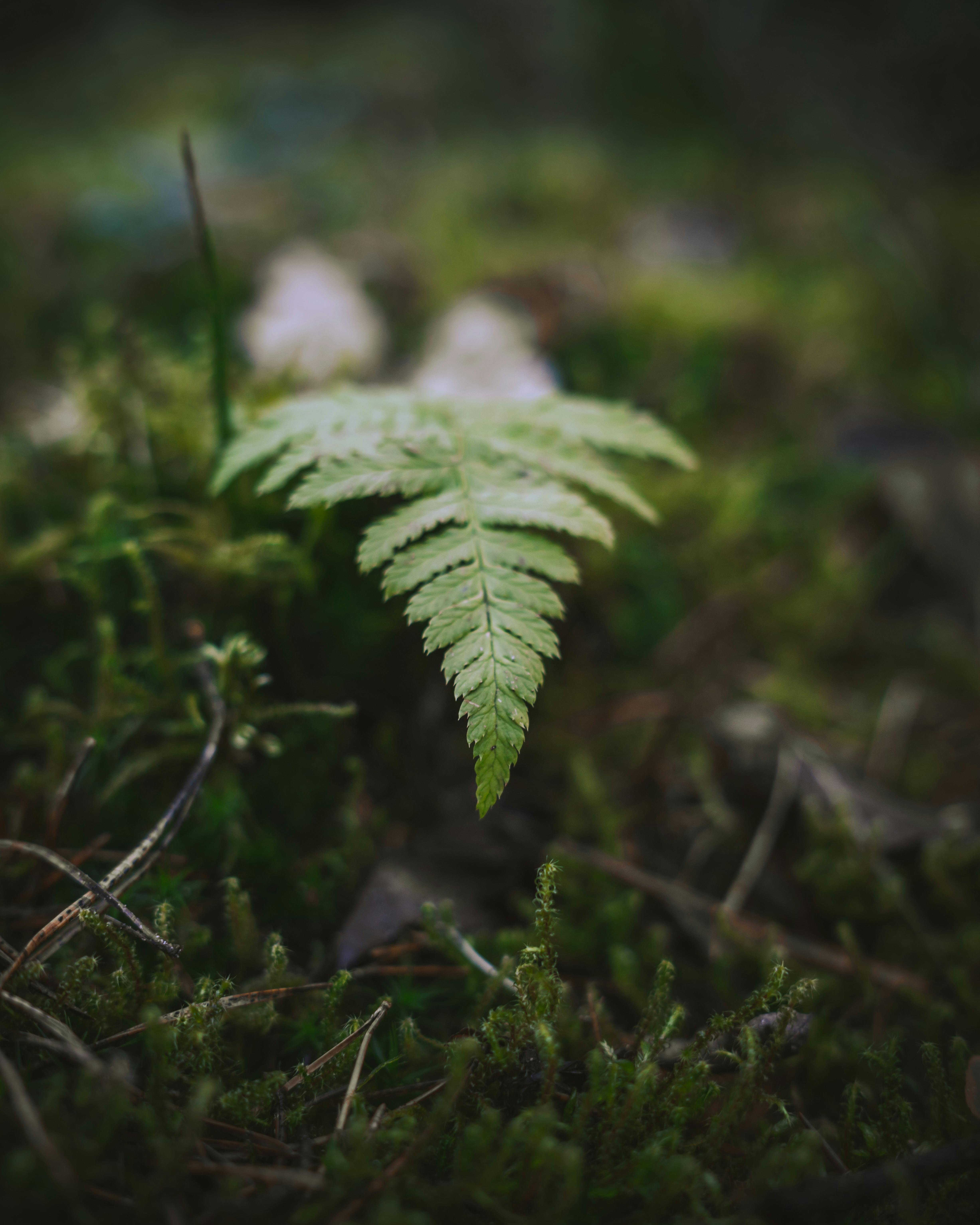 Close Up Photo of Fern Leaf · Free Stock Photo