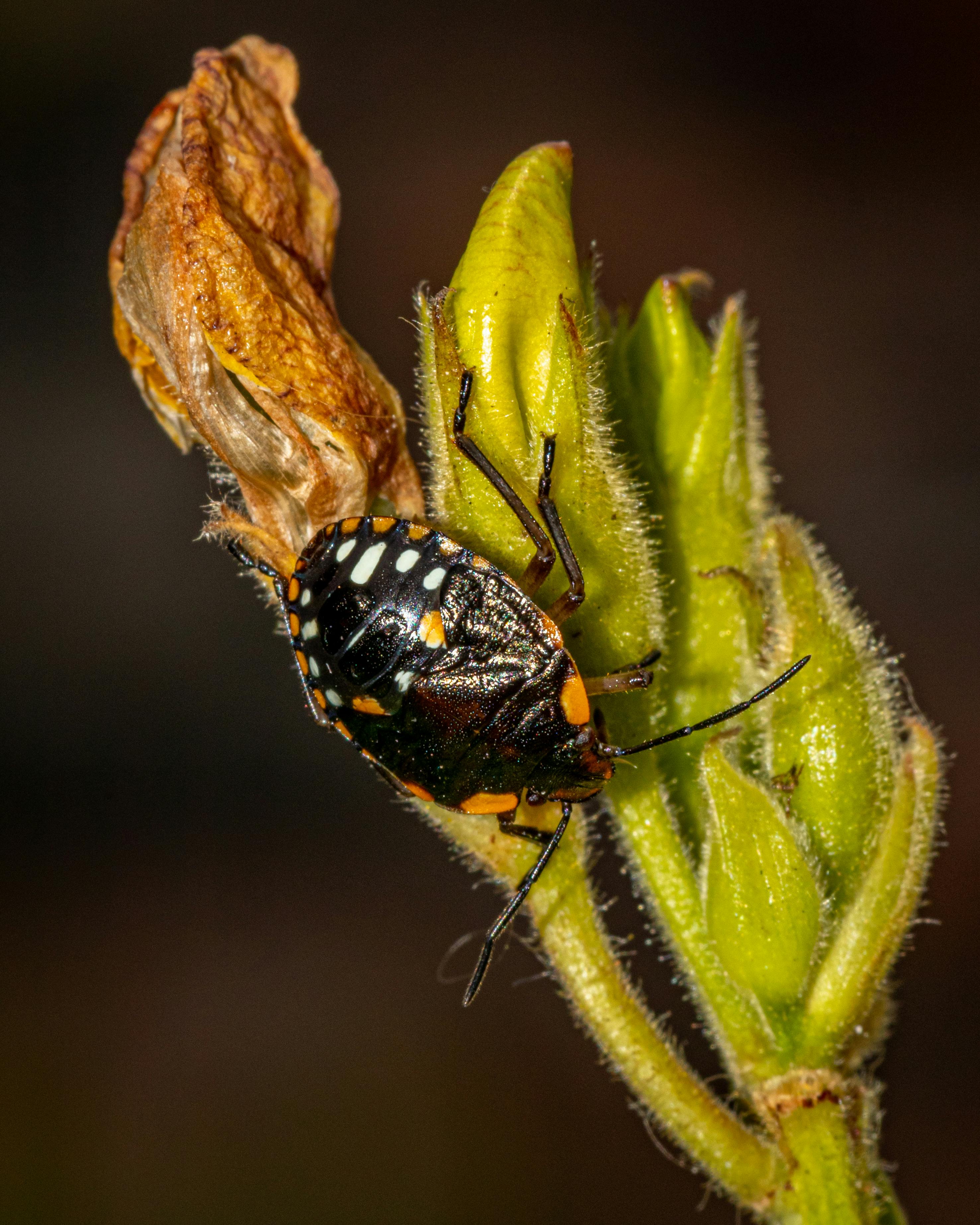Bagrada Bug in Macro Photography · Free Stock Photo