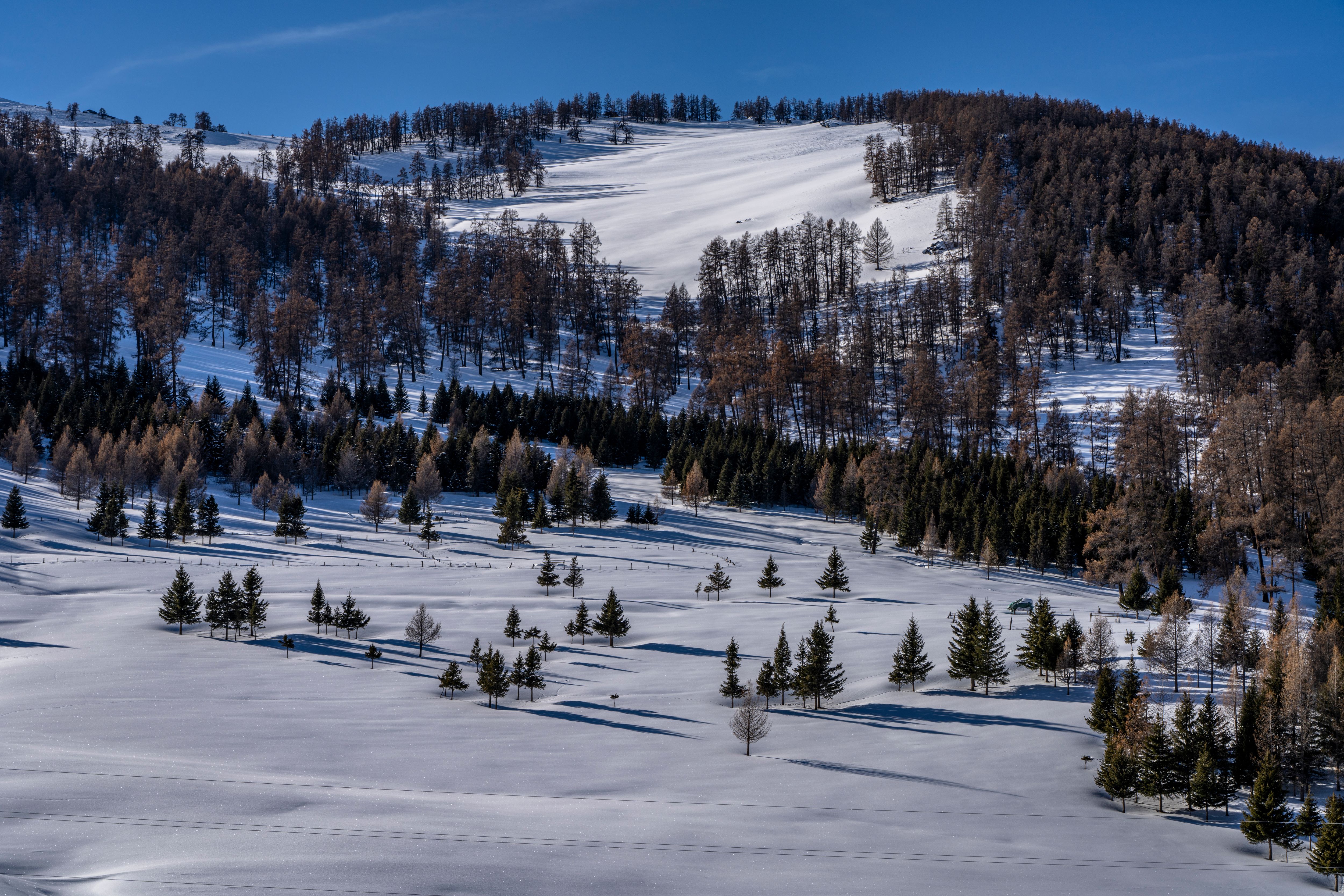 Forest on Hill in Winter · Free Stock Photo