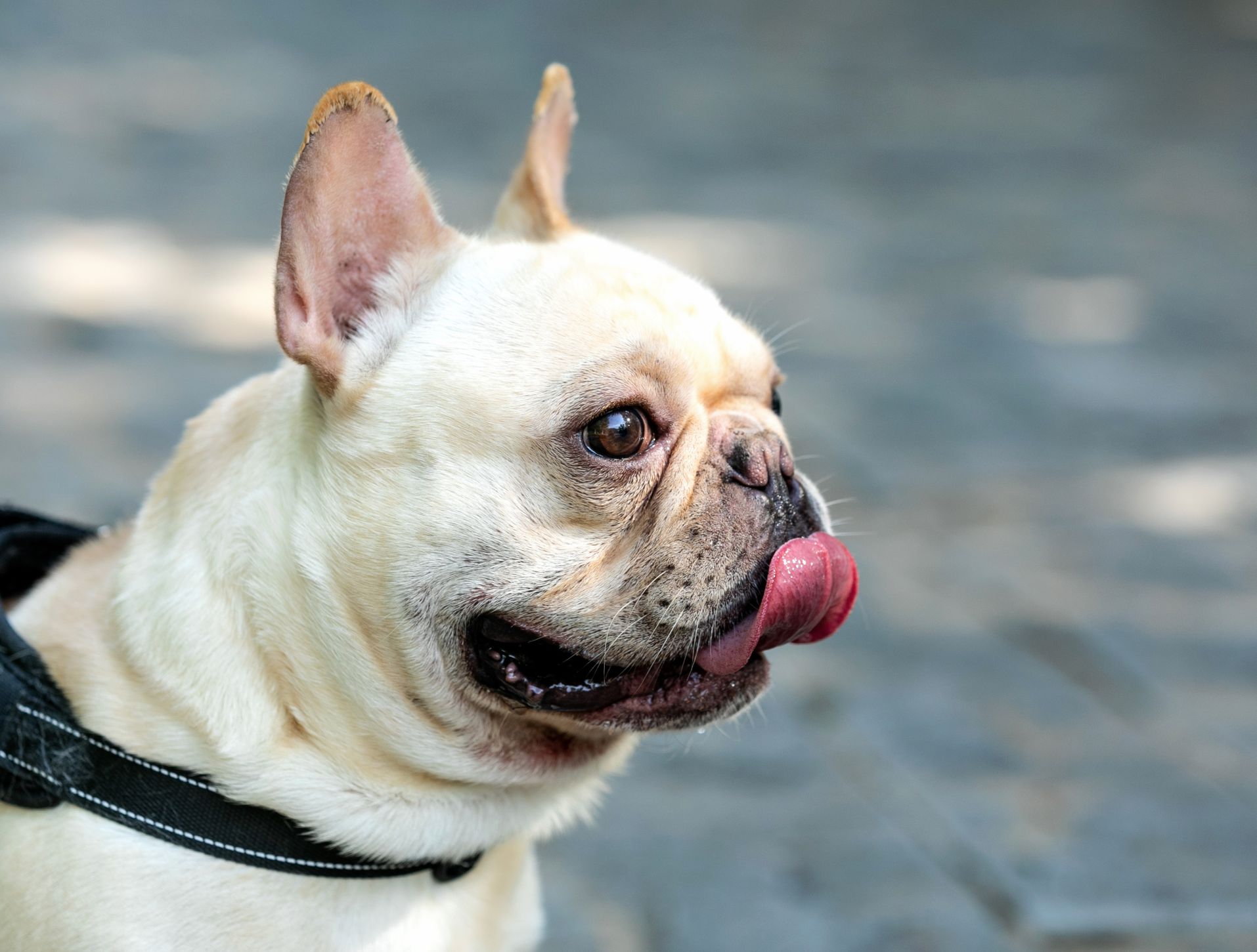 Why Do French Bulldogs Scream? Causes & How to Stop It