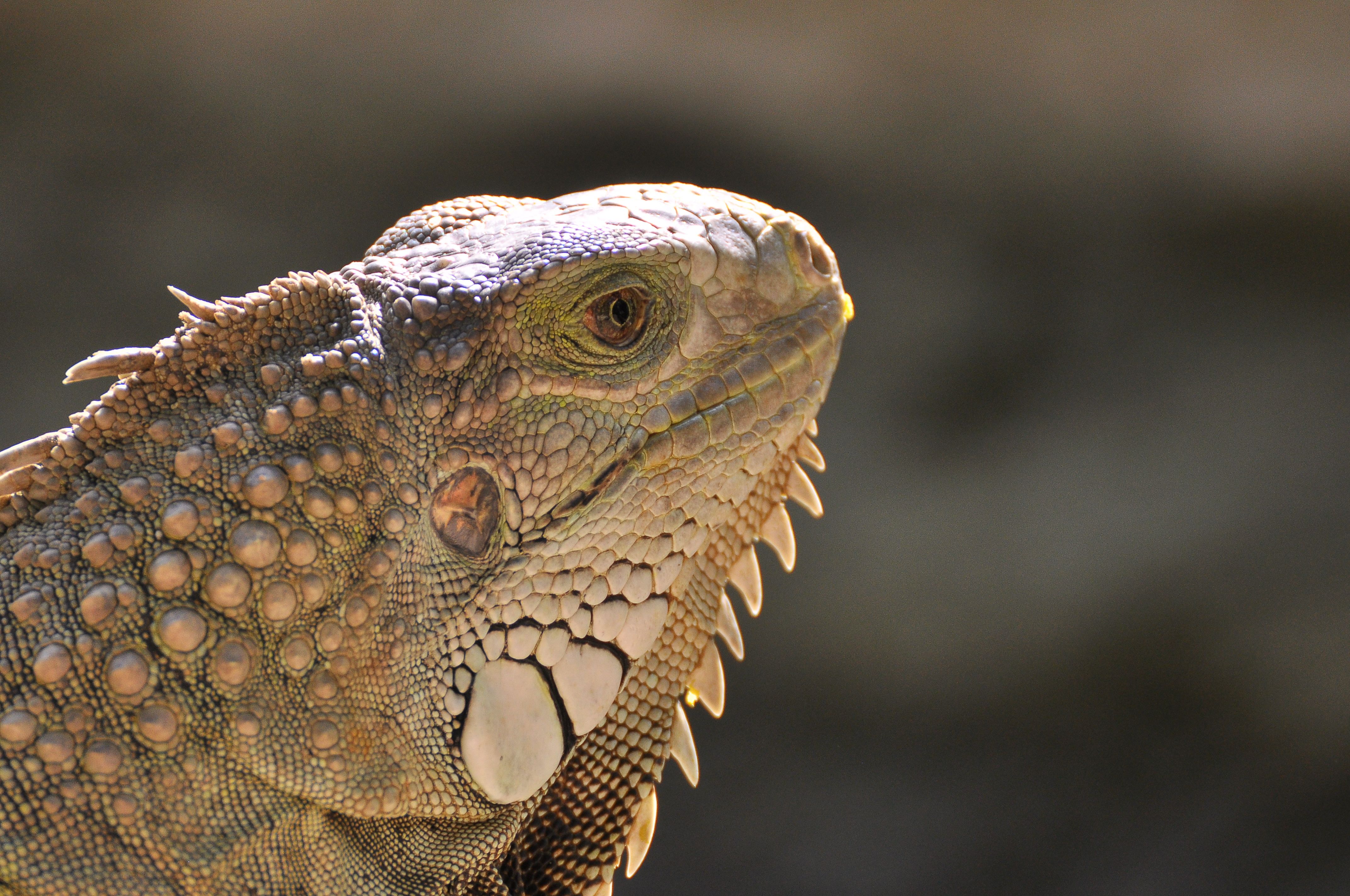 Close up of an Iguana · Free Stock Photo