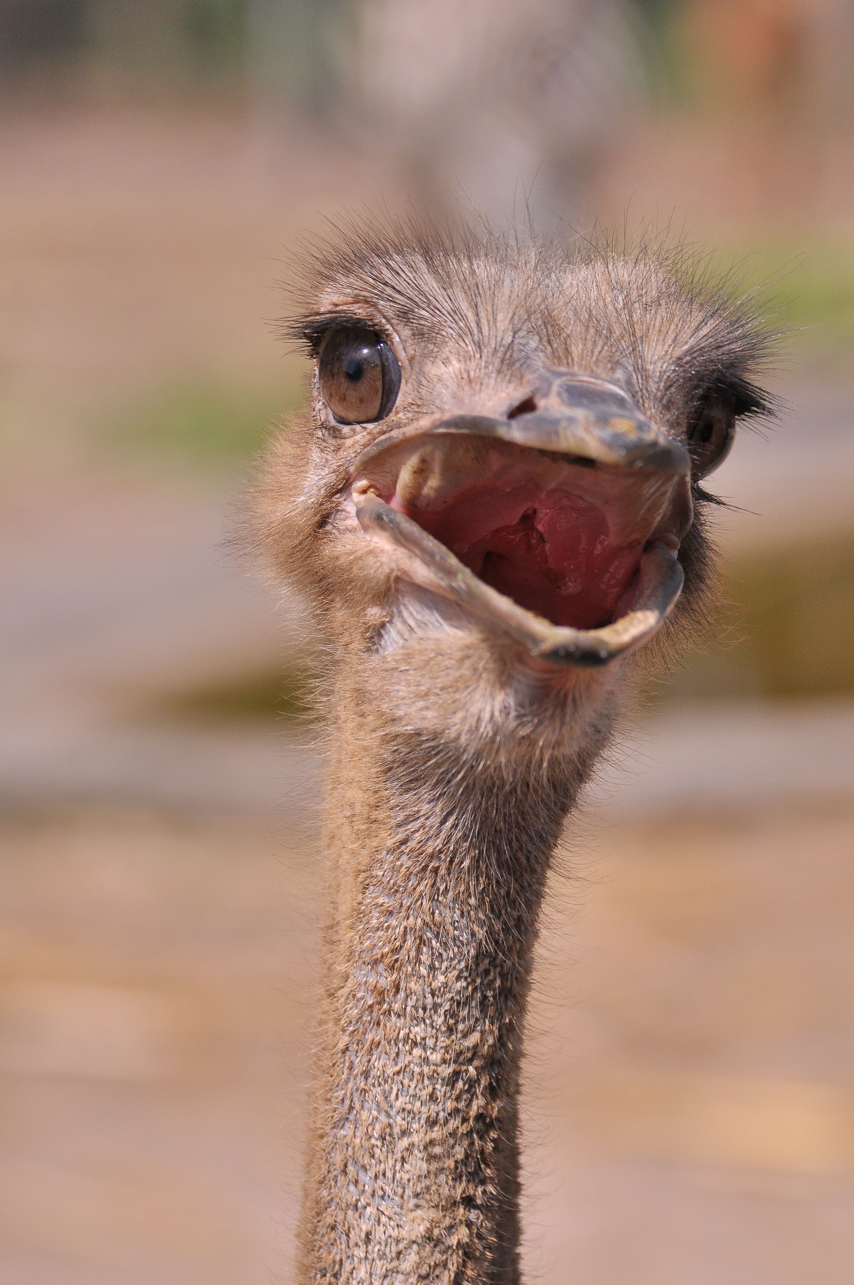 Ostrich Face Angry