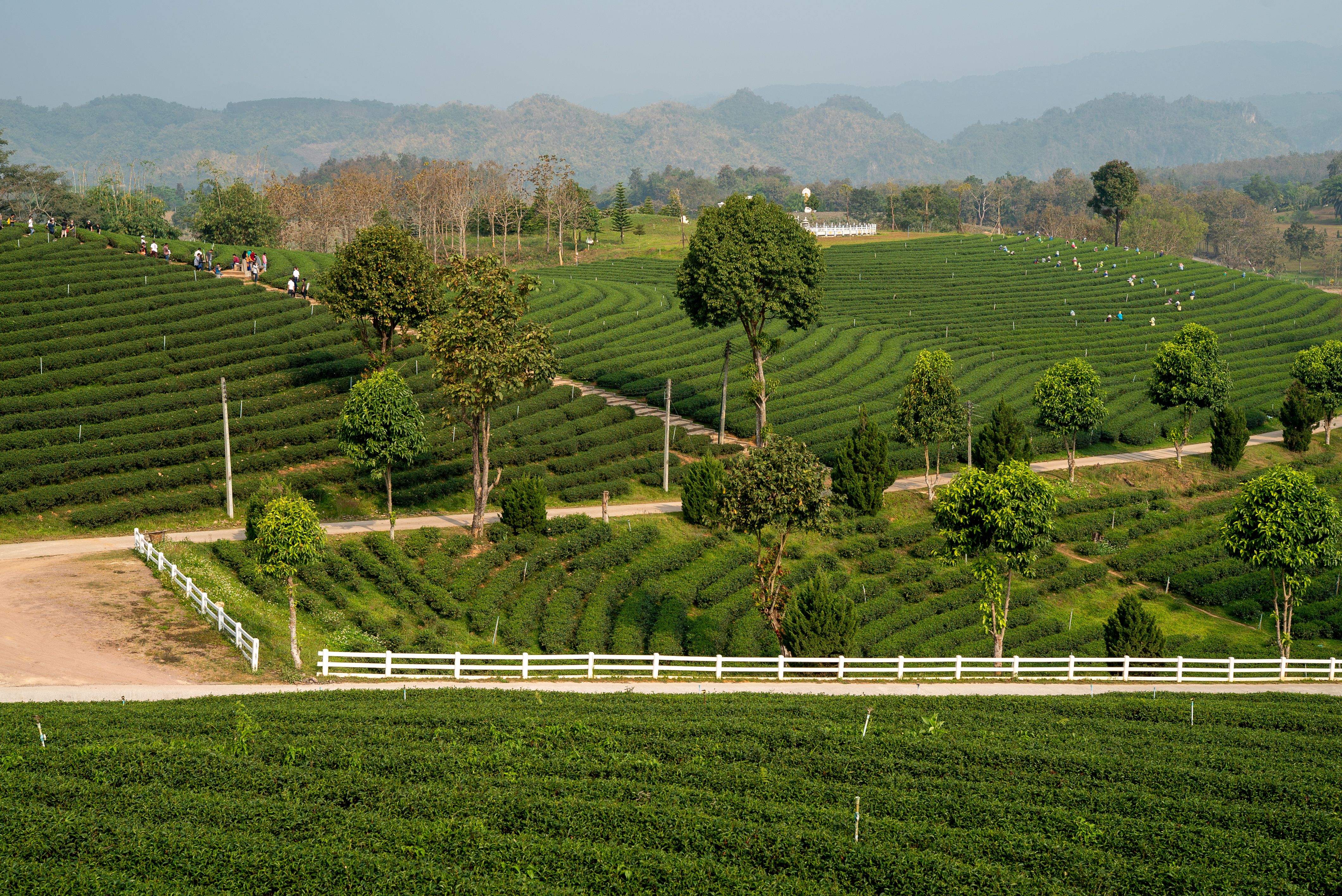 Drone Photography of Plantation · Free Stock Photo