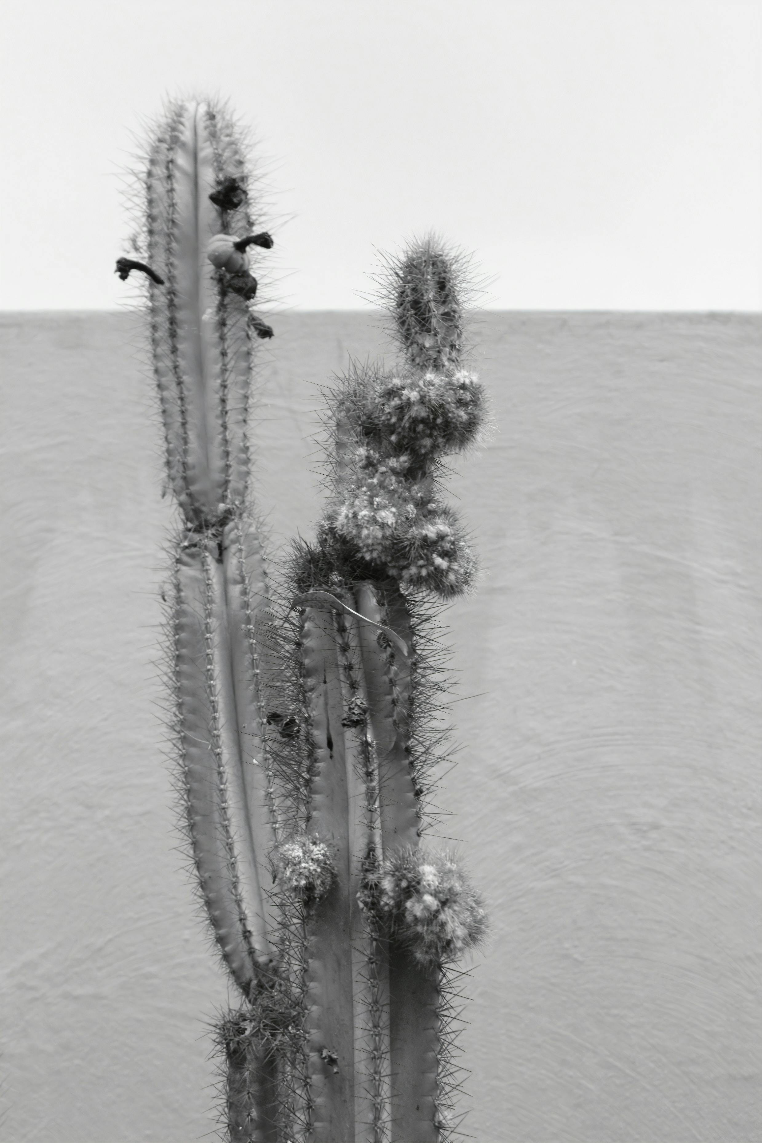 Grayscale Photo of a Cactus · Free Stock Photo