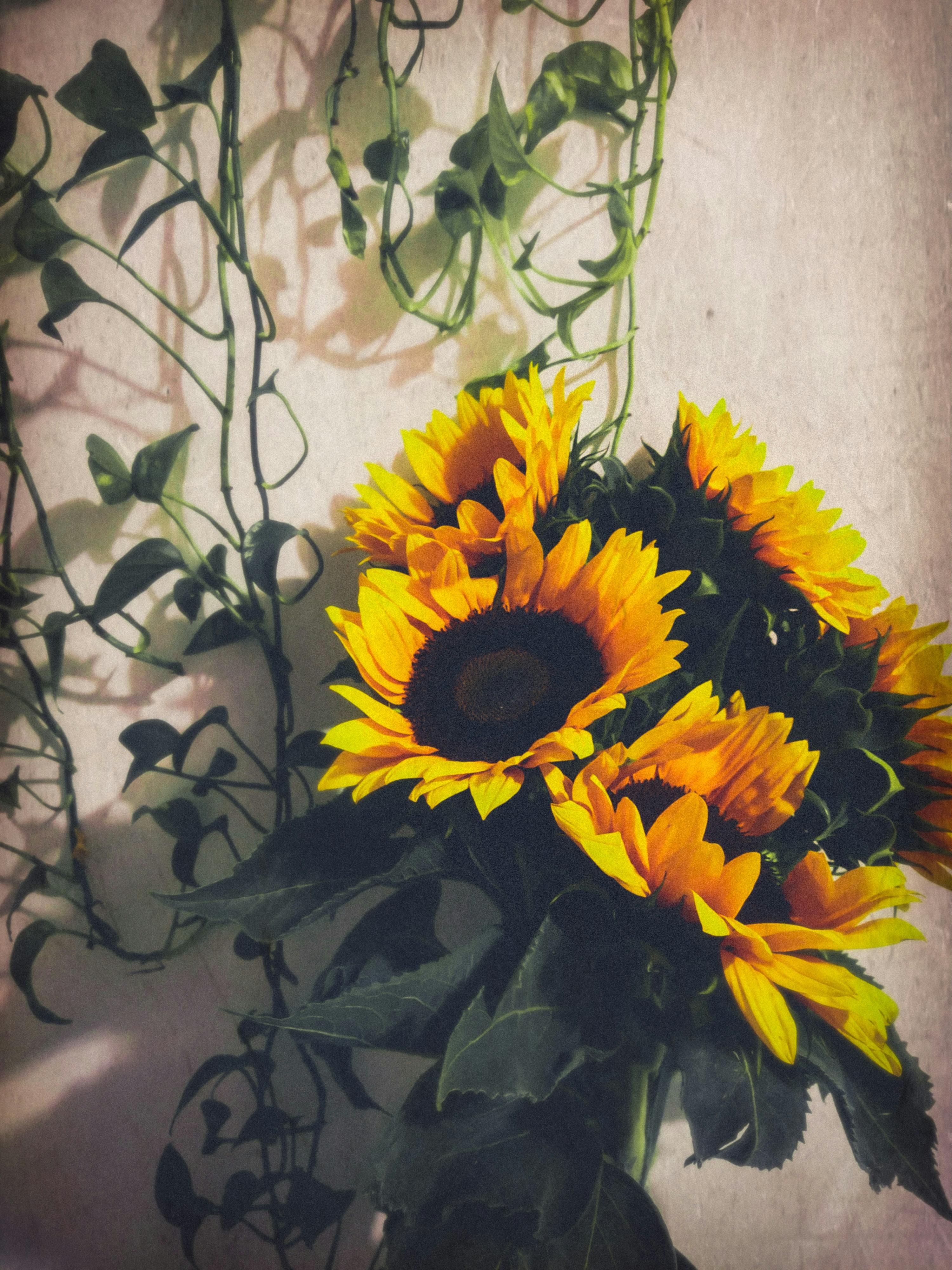 Person Holding Three Common Sunflowers in Vase · Free Stock Photo