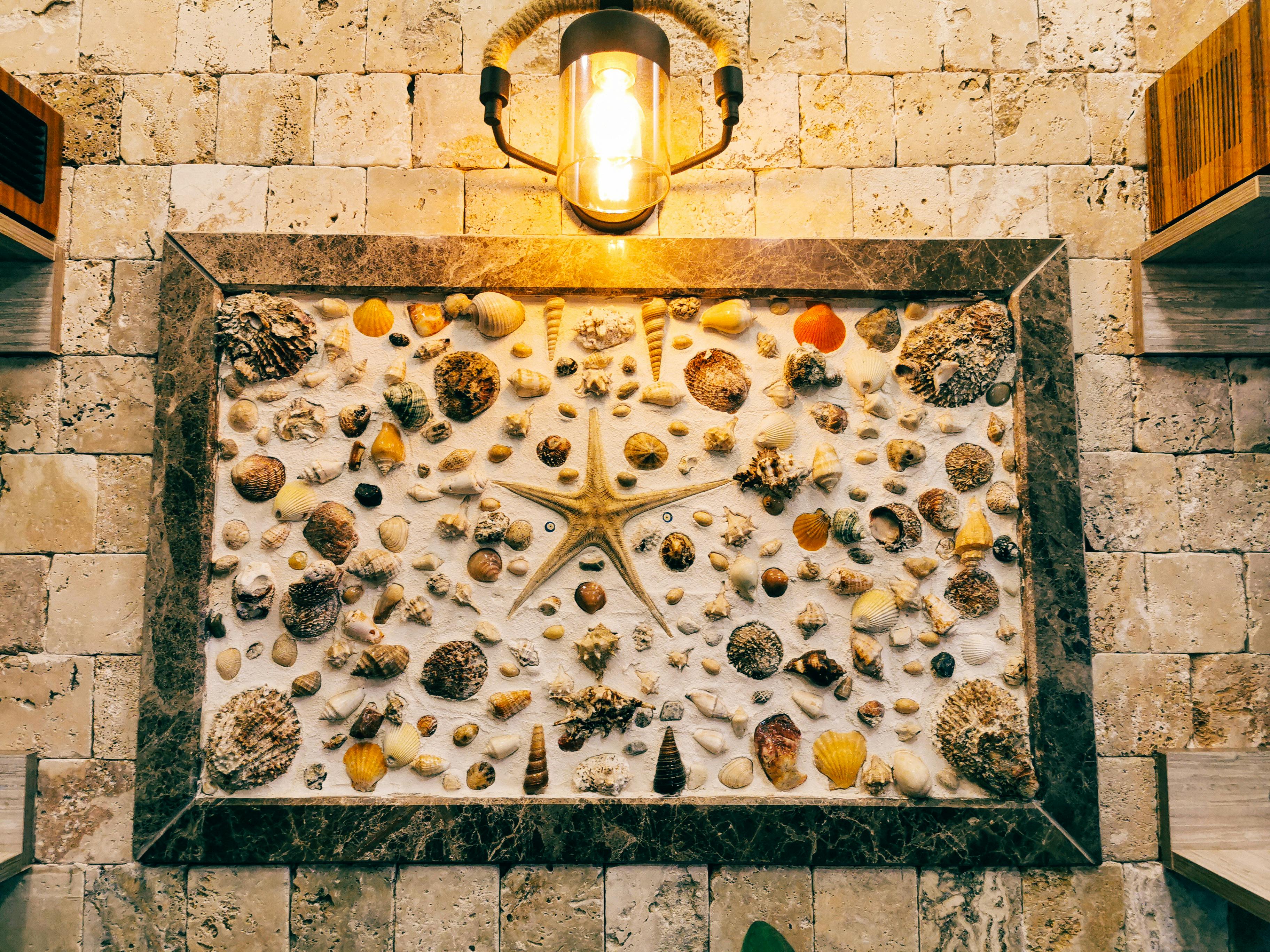 Assorted Shells on the Wall · Free Stock Photo