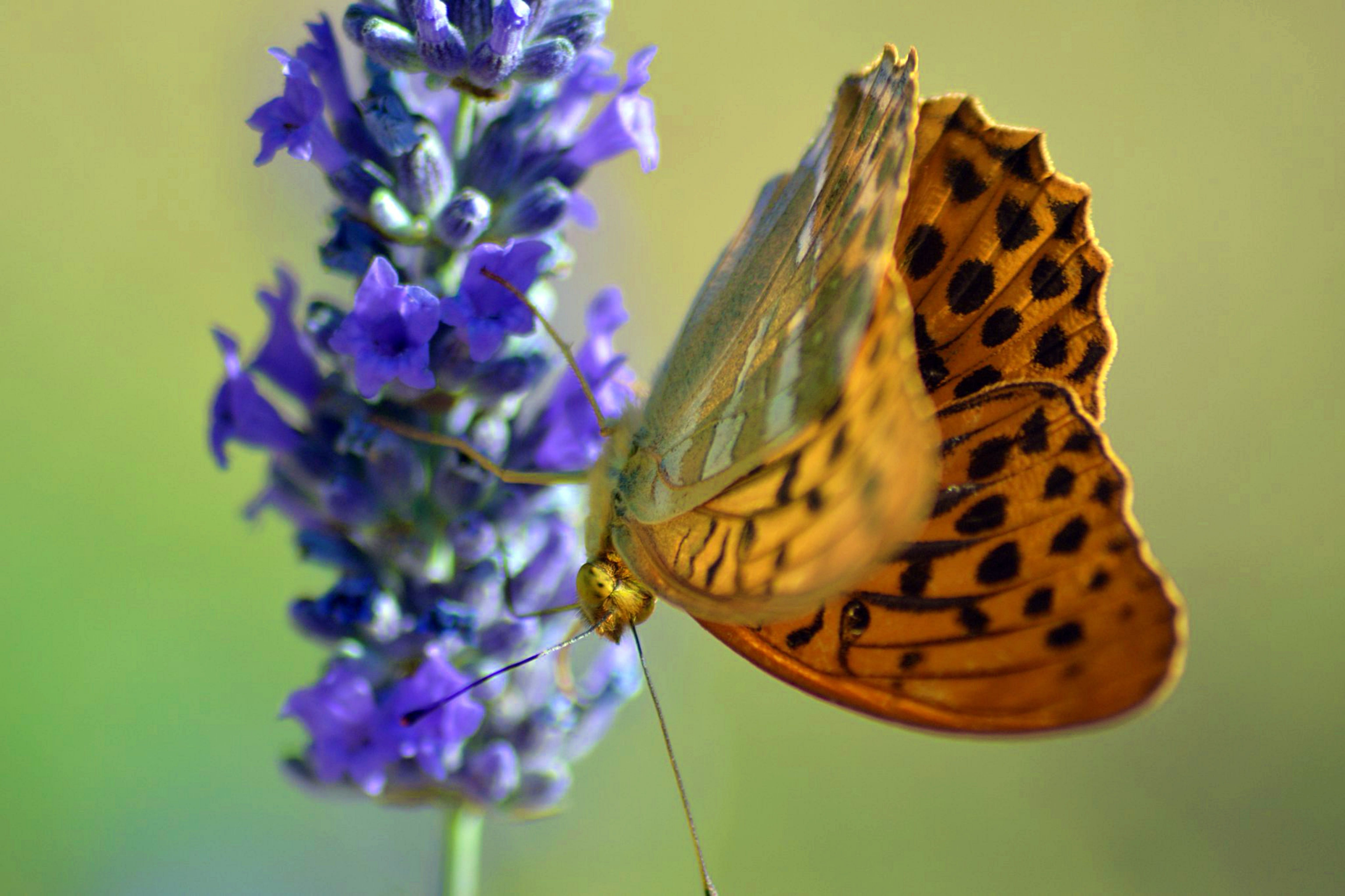 Close Up Photo of Monarch Butterfly on Top of Flower · Free Stock Photo
