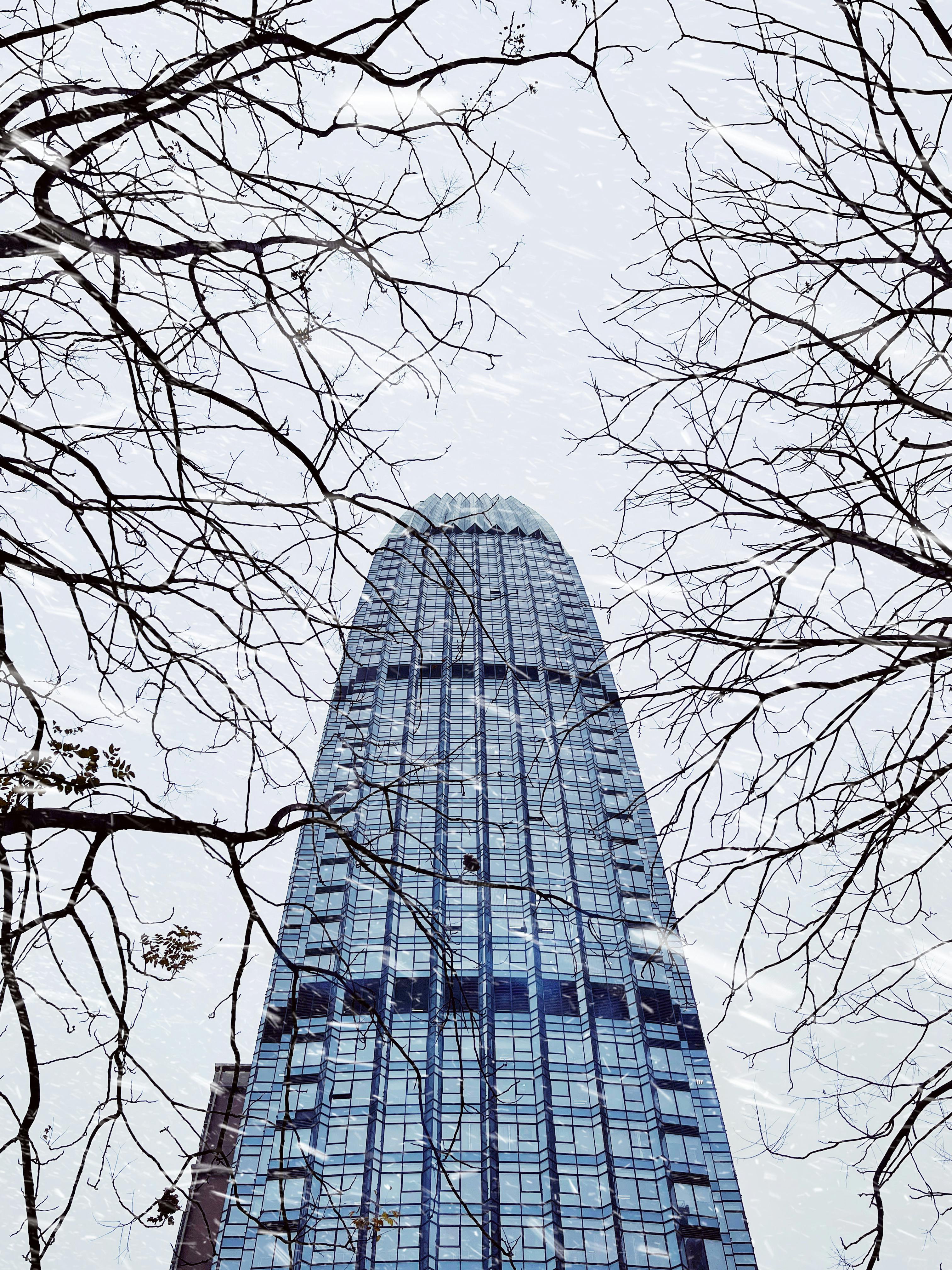 Photo of a Tree Near Buildings · Free Stock Photo