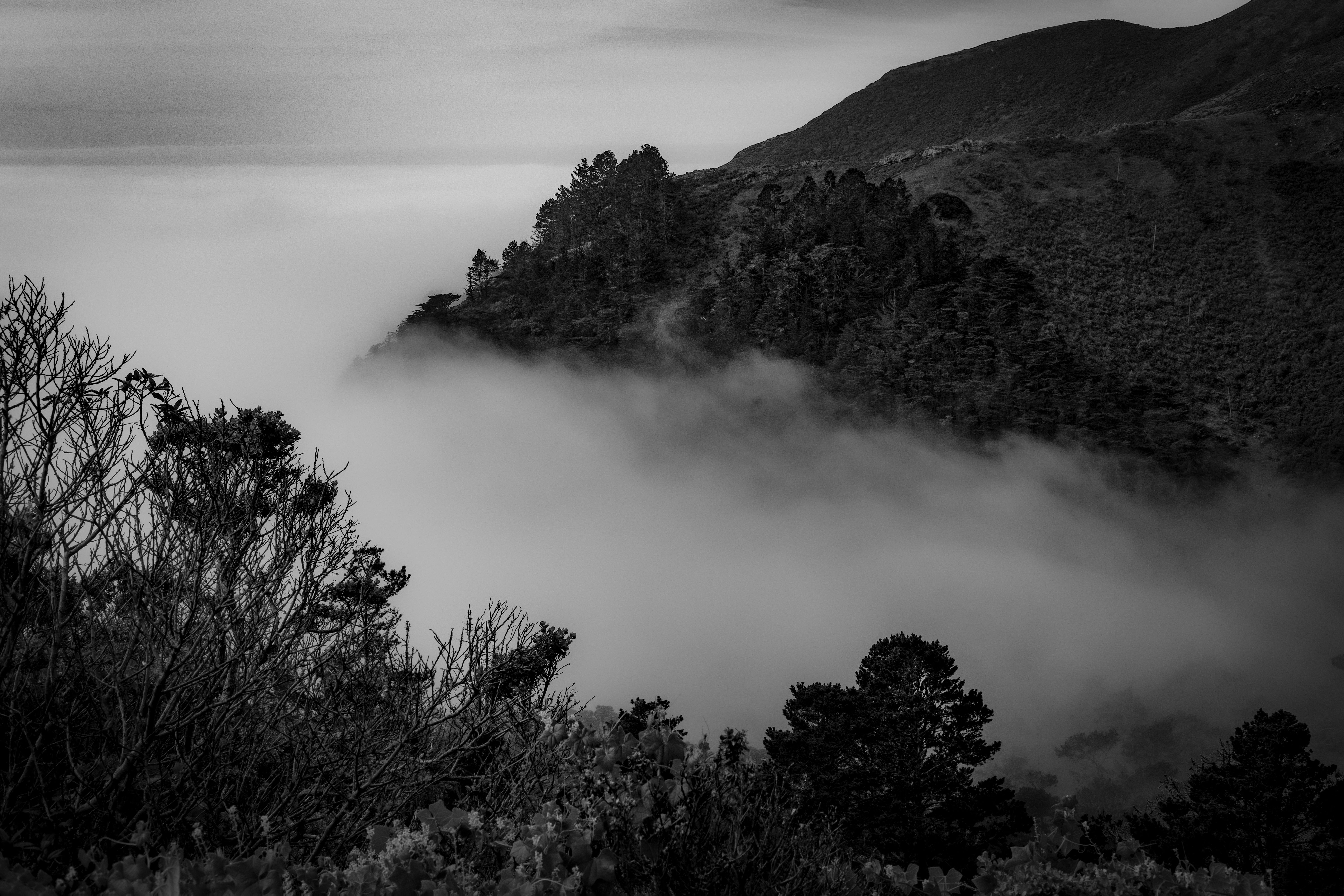 Grayscale Photo of Trees on the Mountain · Free Stock Photo