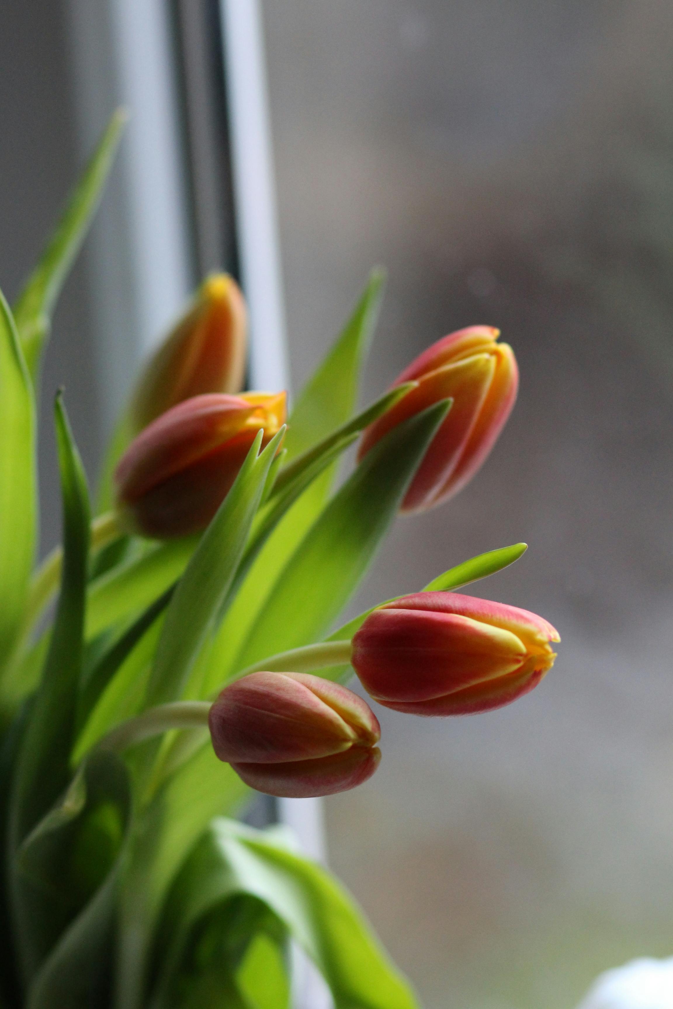 Close Up Photo of Blooming Tulips · Free Stock Photo