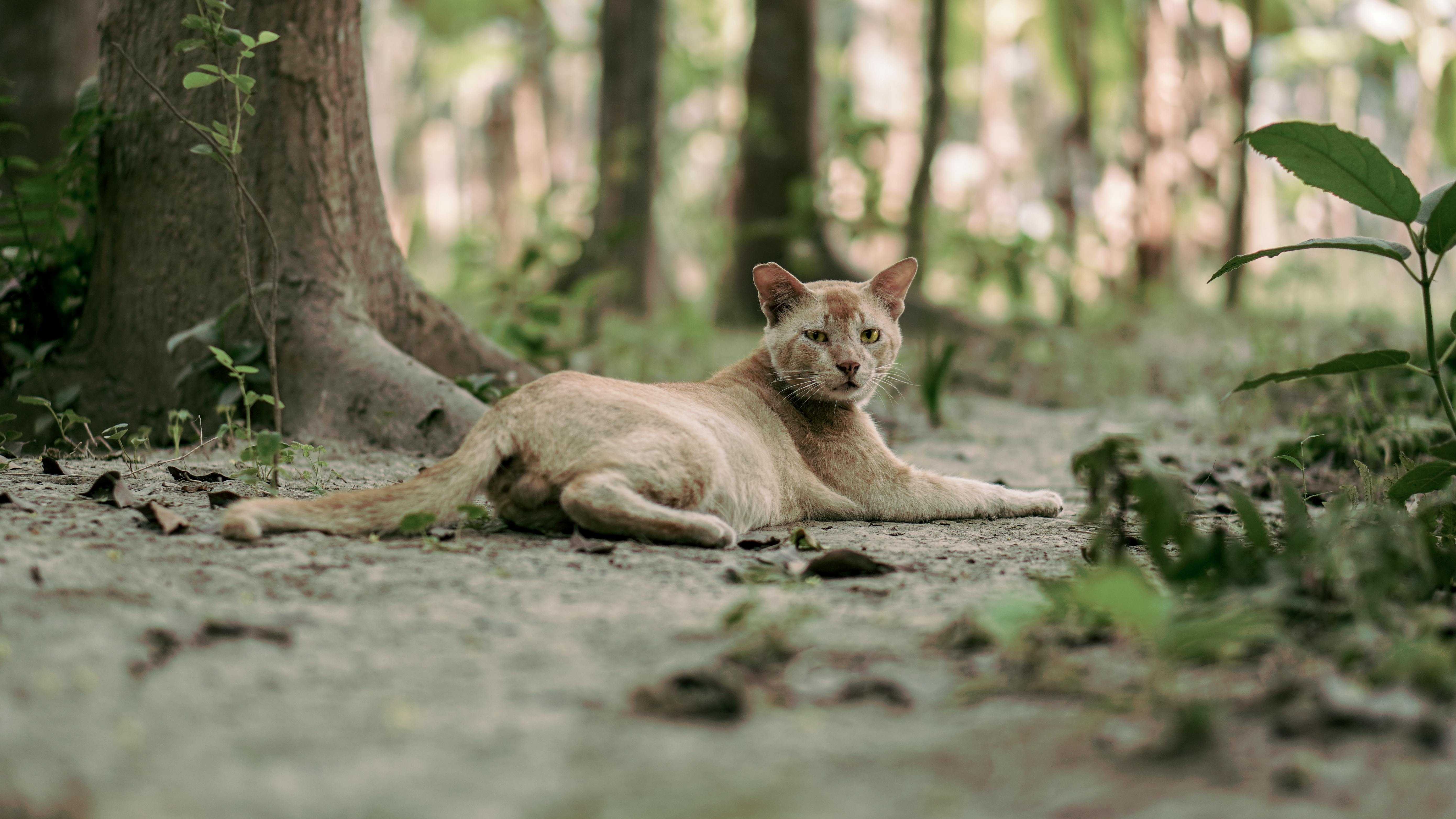 A Cat Sitting on a Rock · Free Stock Photo