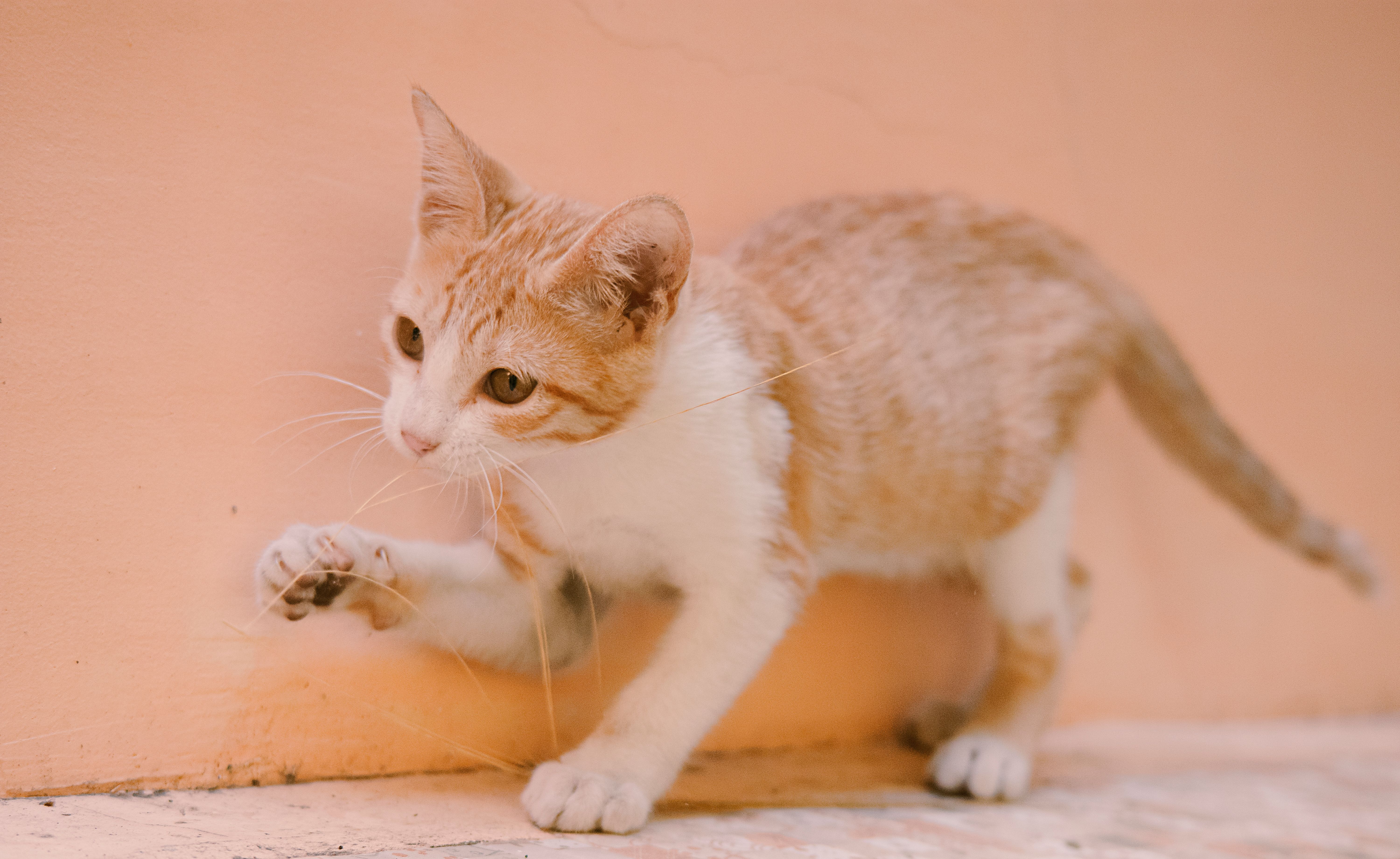 Close-up of a Kitten · Free Stock Photo