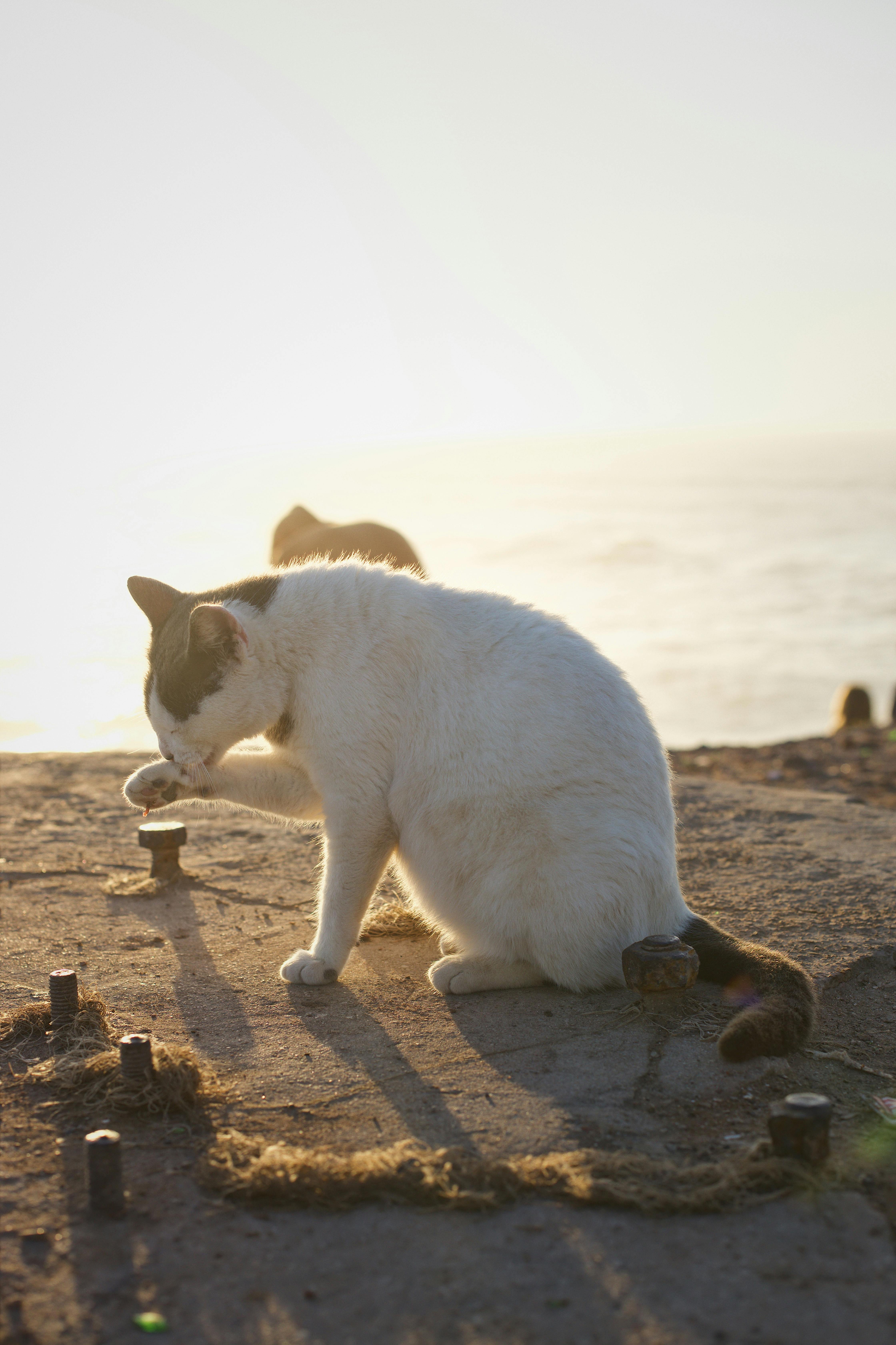 Cats At Sunset Photos, Download The BEST Free Cats At Sunset Stock ...