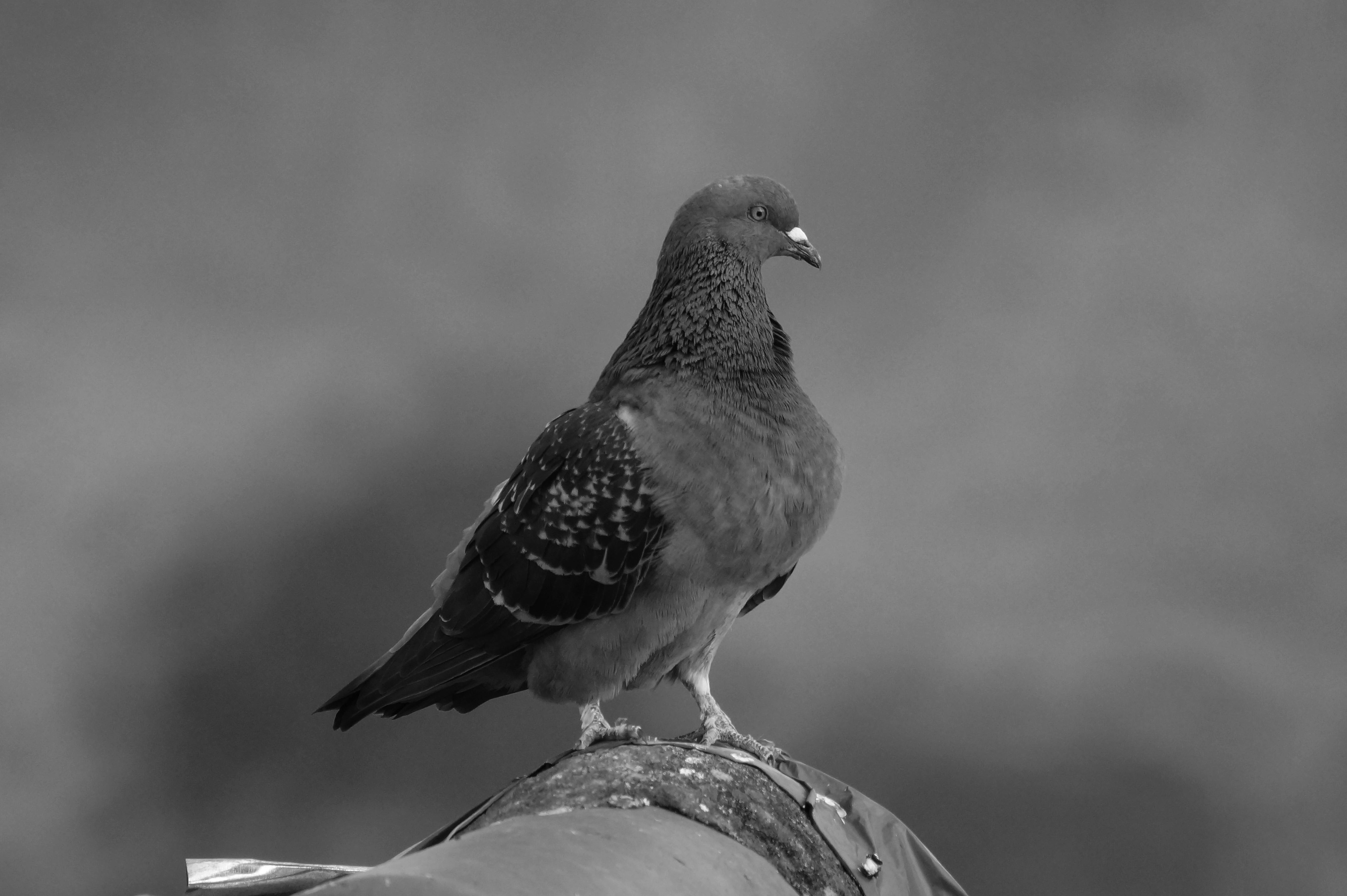 Plume Patterns Photos, Download The BEST Free Plume Patterns Stock ...