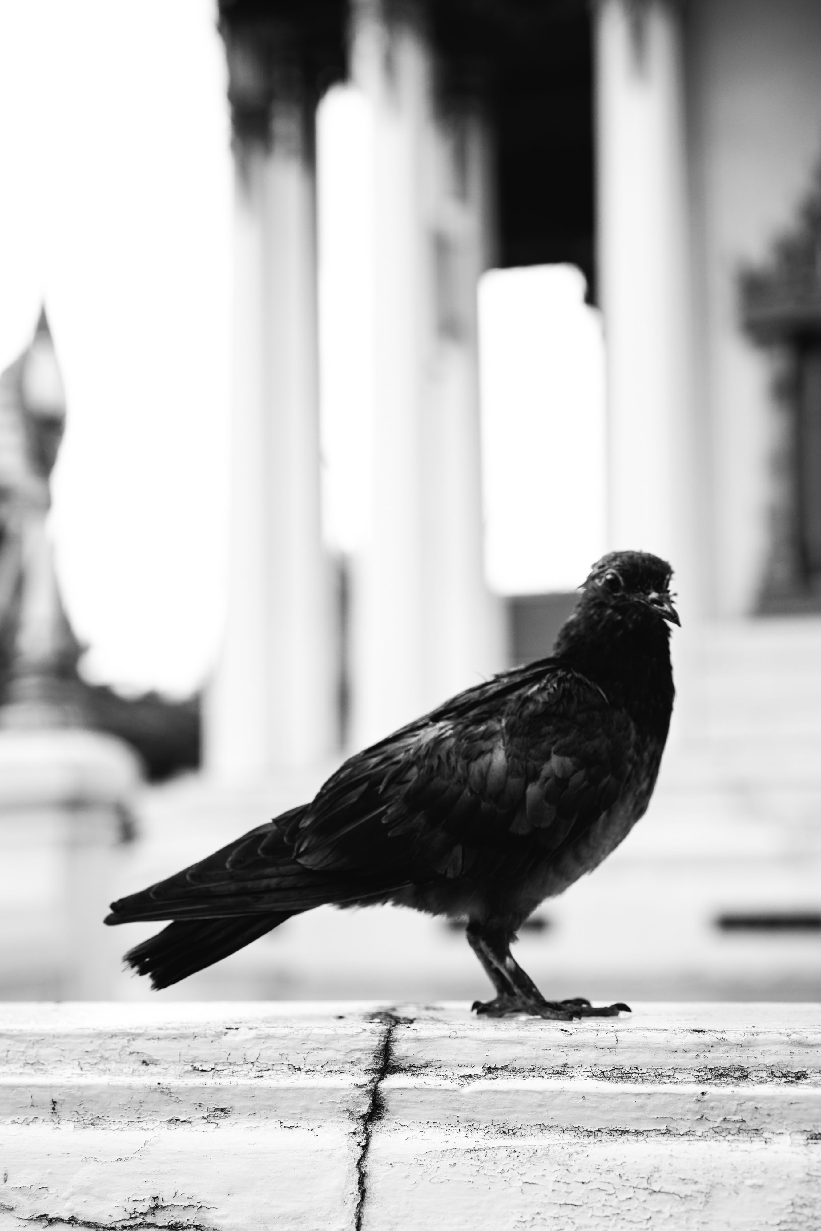 Grayscale Photo of a Pigeon · Free Stock Photo