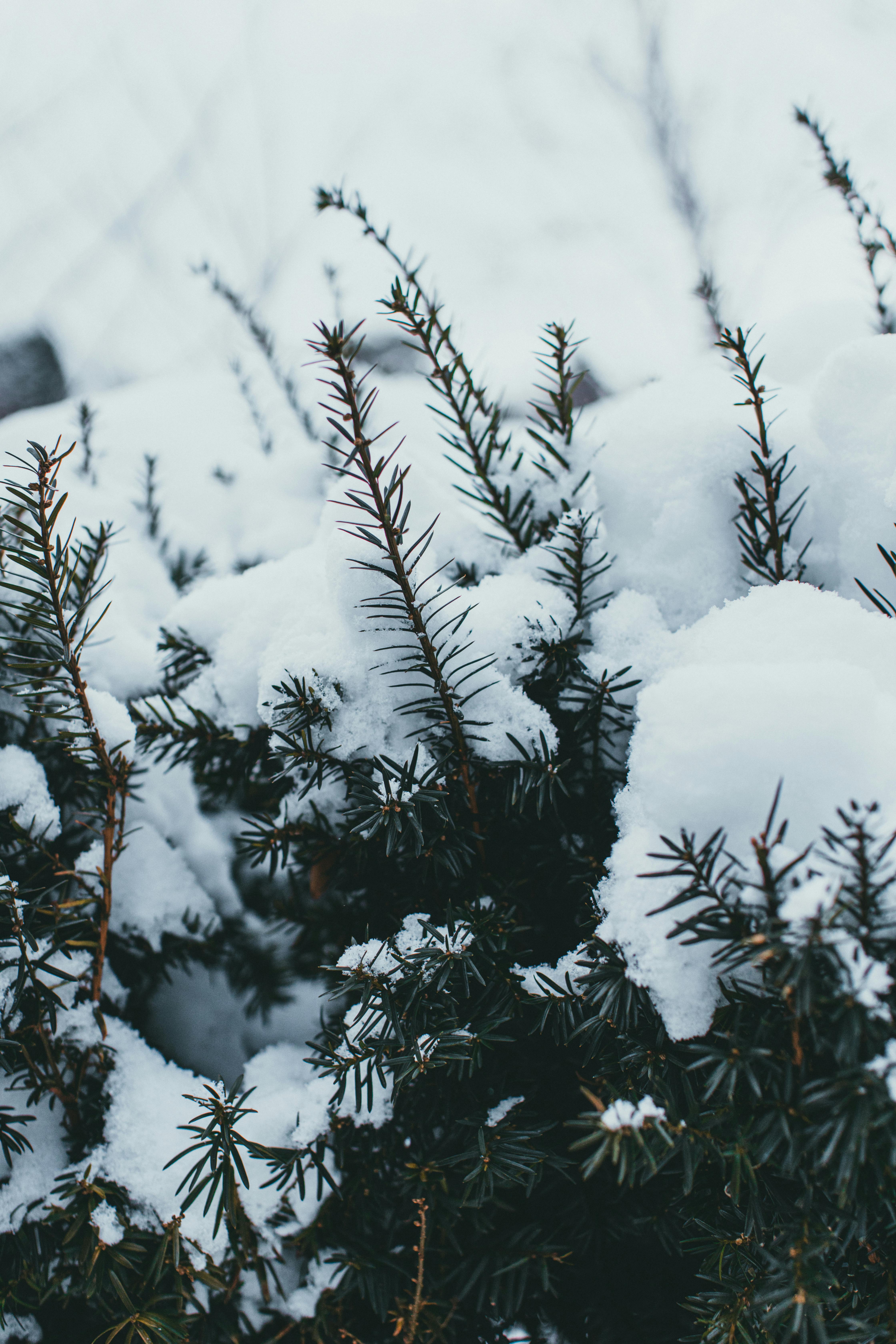 Snow Cap Pine Tree · Free Stock Photo