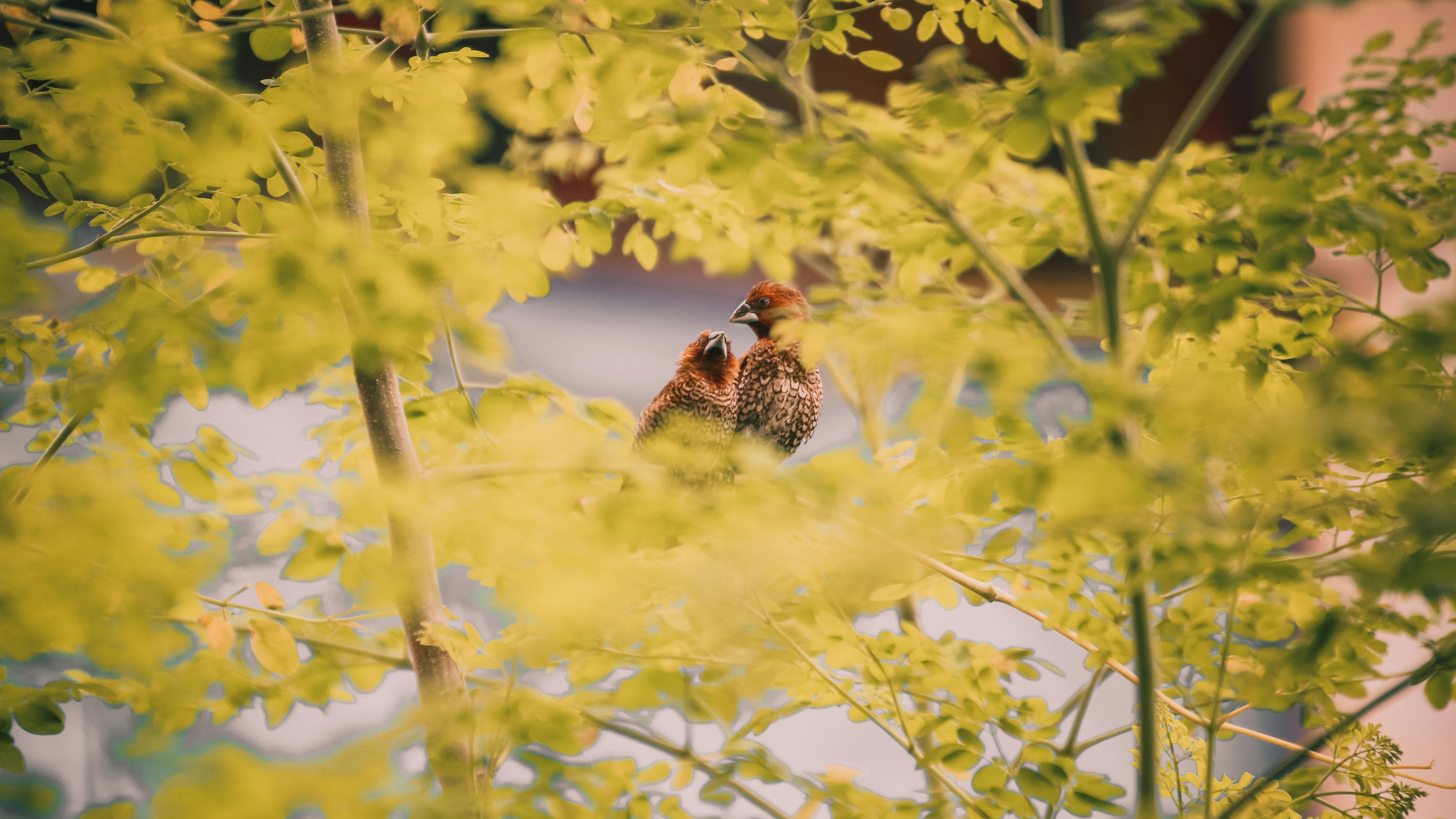 Bird in Trees · Free Stock Photo
