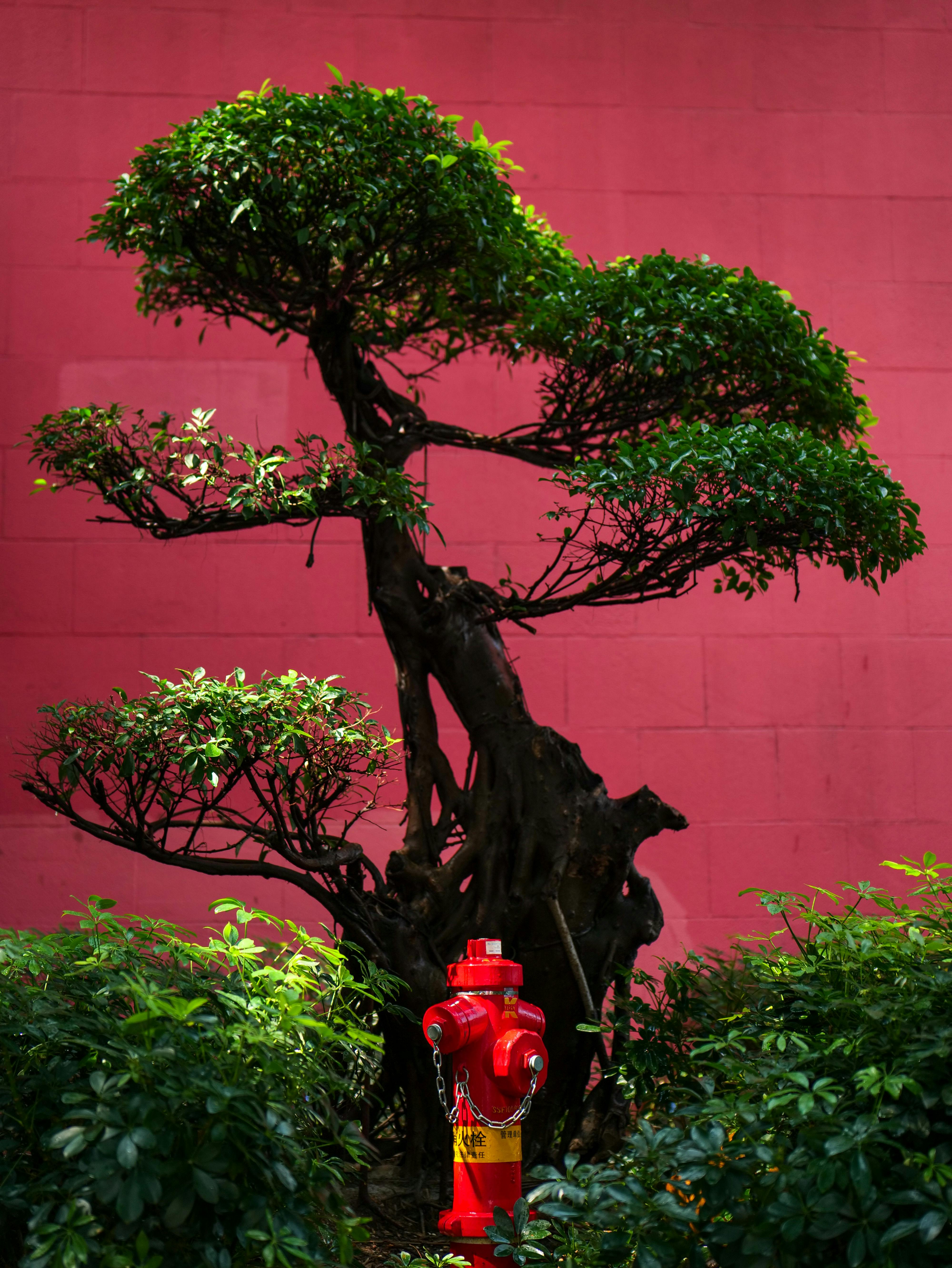 206,131+ Best Free Tree planting Stock Photos & Images · 100% Royalty ...