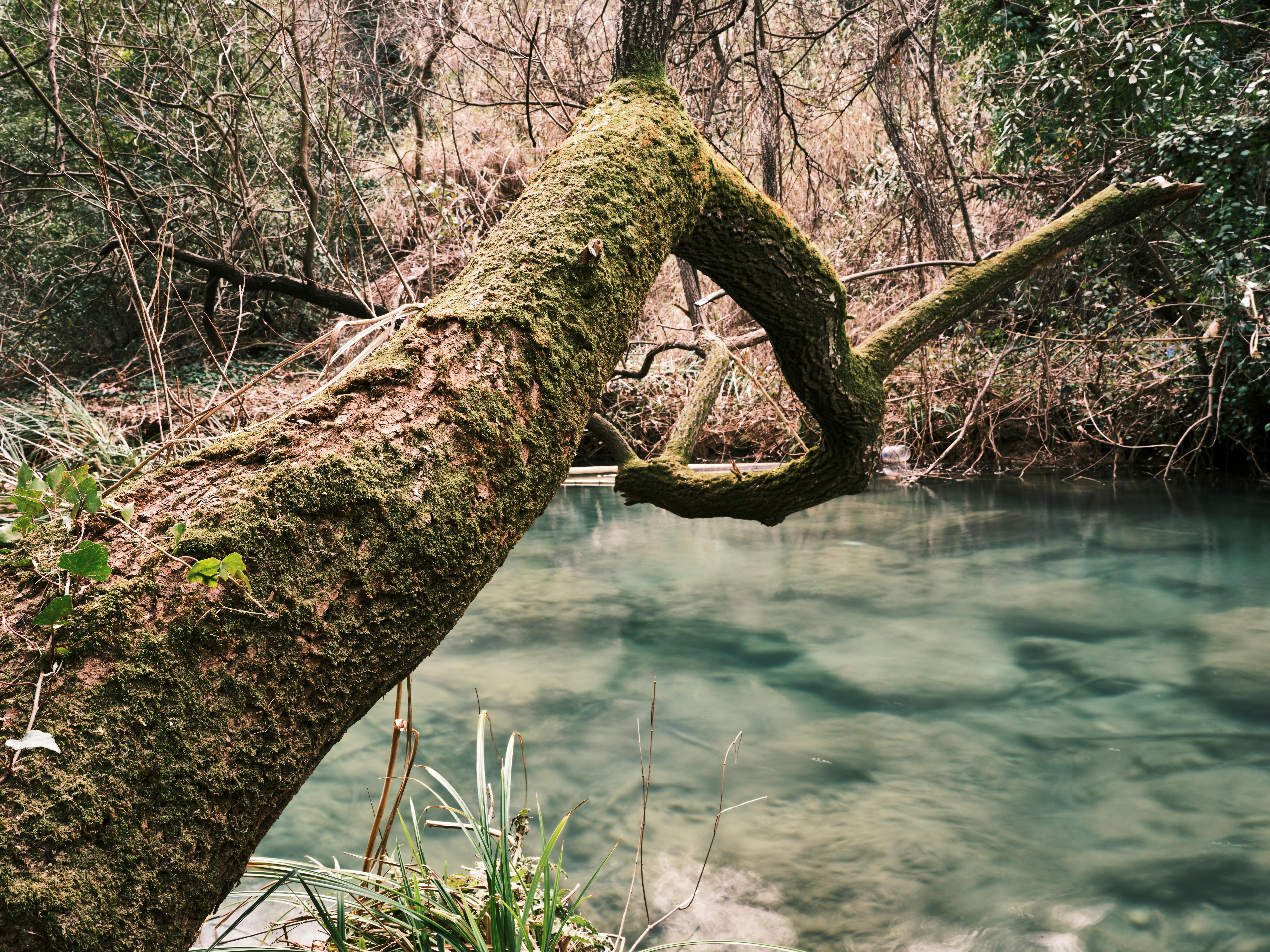 Tree Trunk Over Water in the Forest · Free Stock Photo