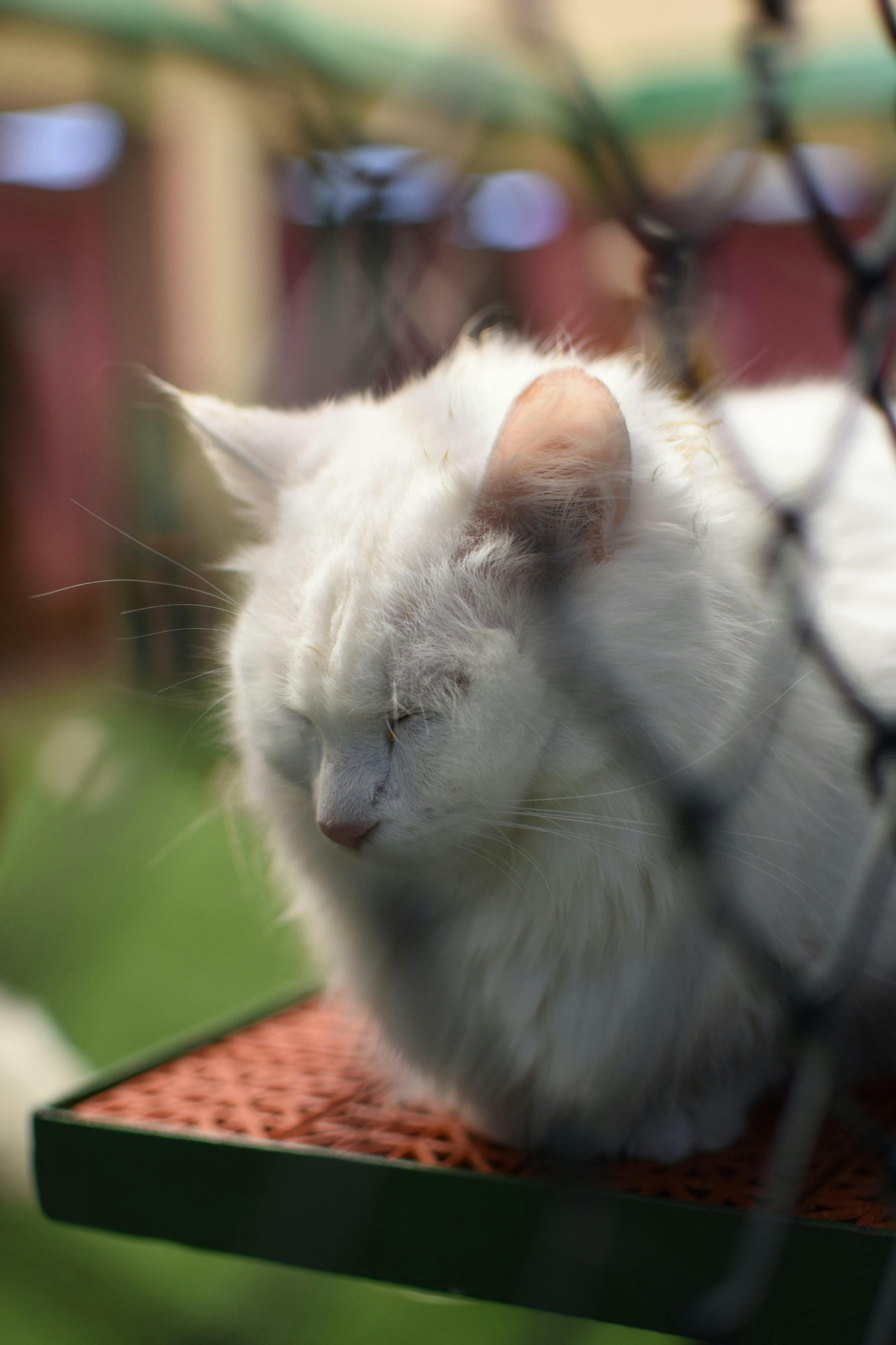 Catsnap 17 Photos & Videos Collected by Word Four