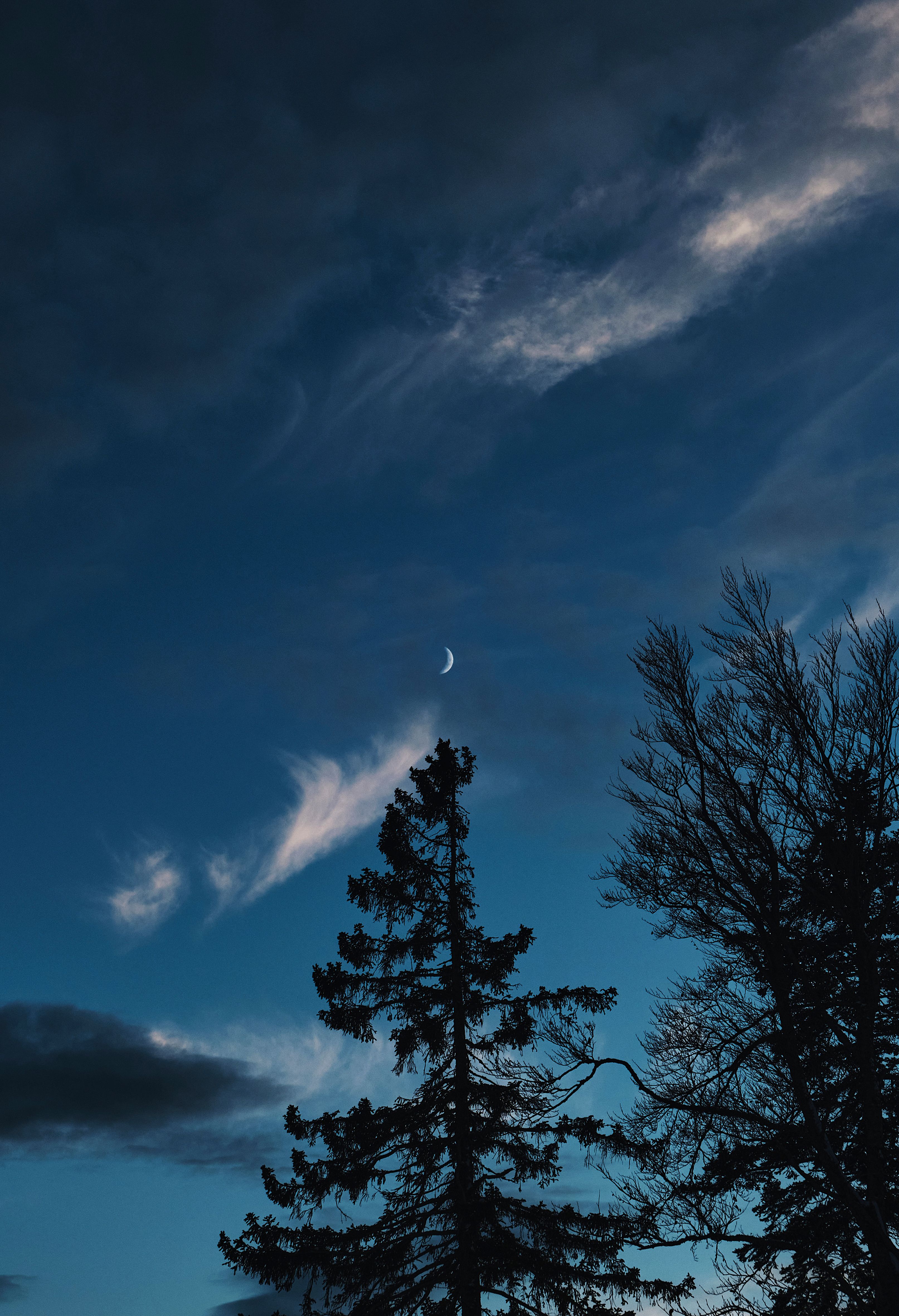 Trees Under the Moon in the Night Sky · Free Stock Photo