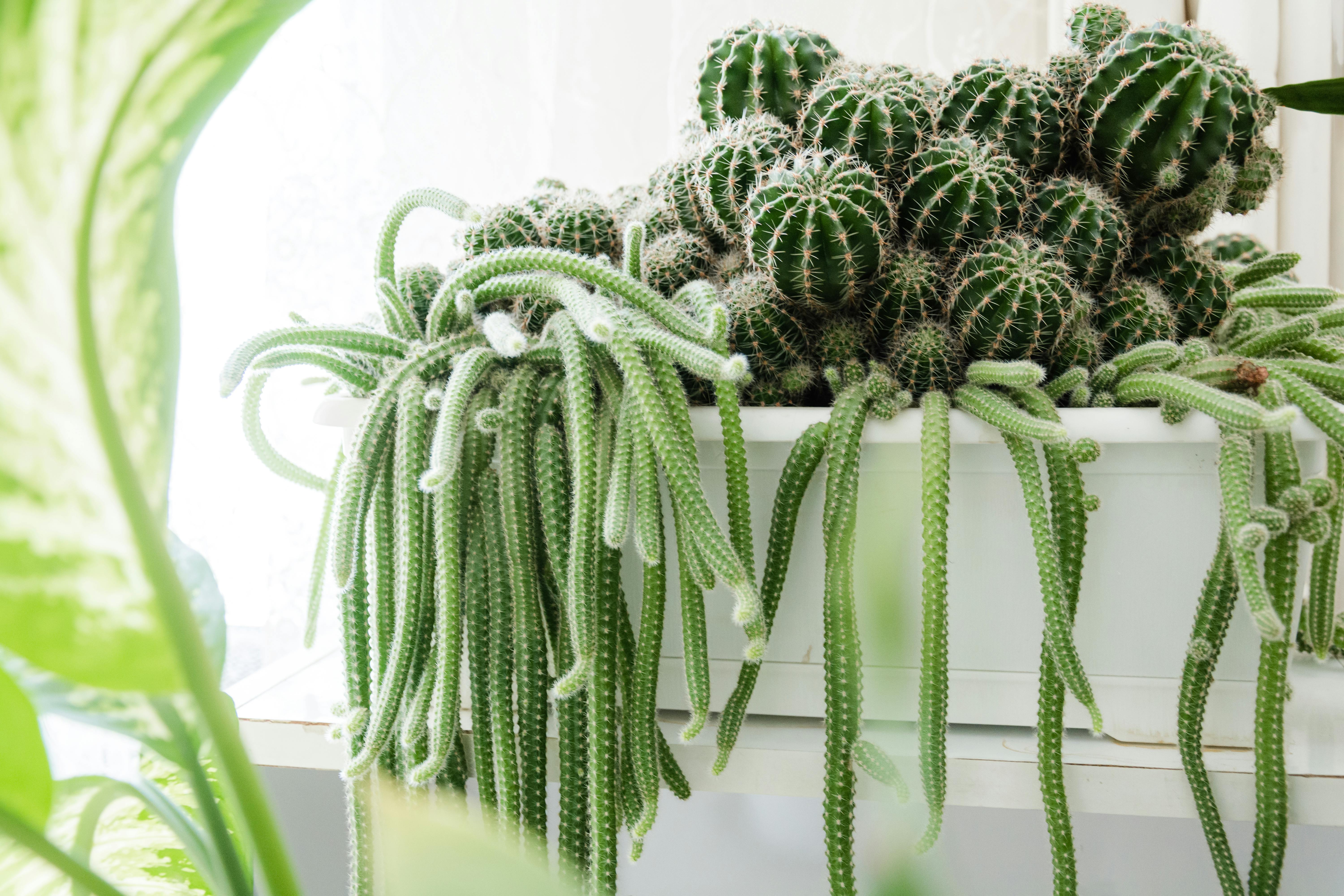Cactus Tubular Photos, Download The BEST Free Cactus Tubular Stock ...