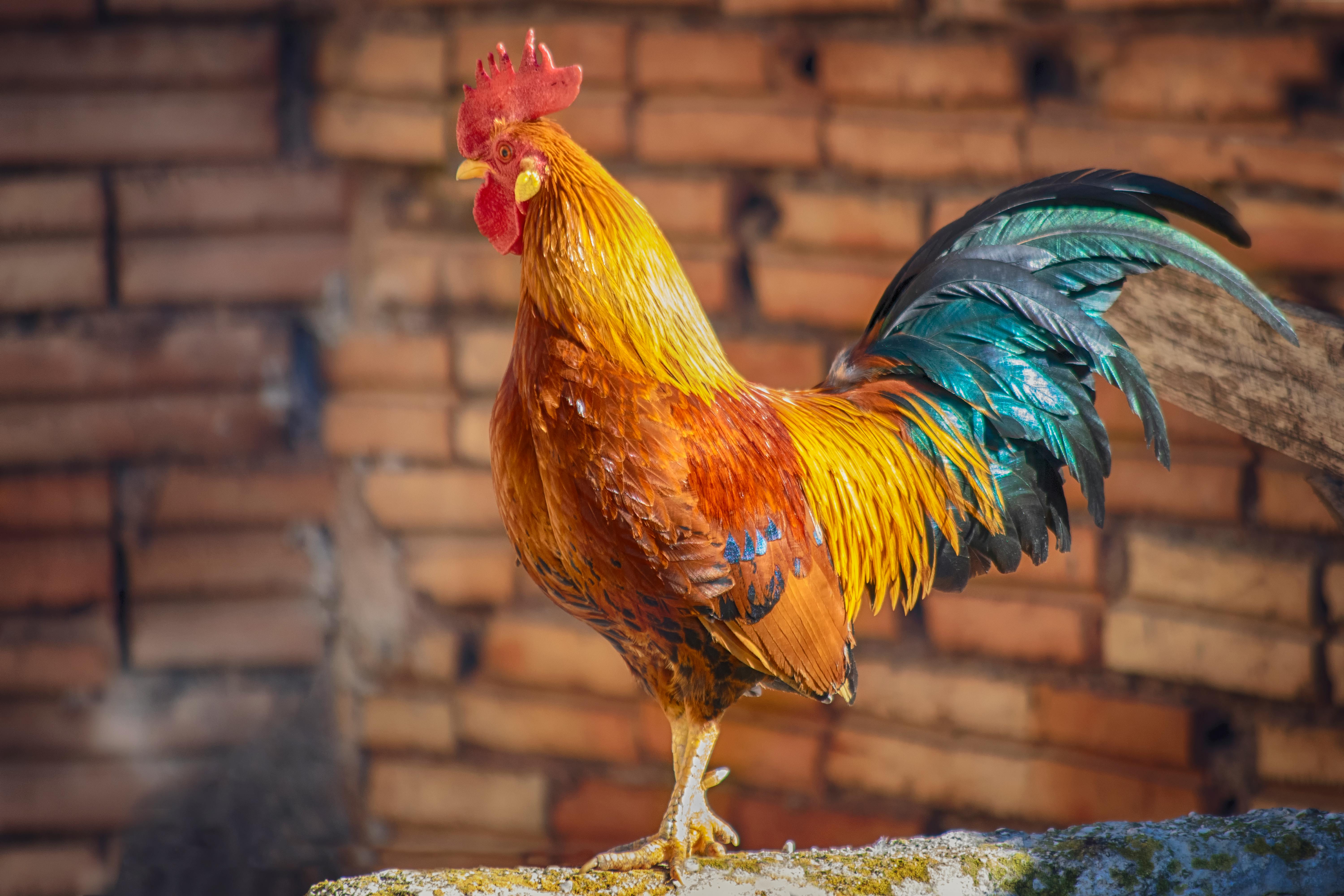 Selective Focus Photo of a Rooster · Free Stock Photo
