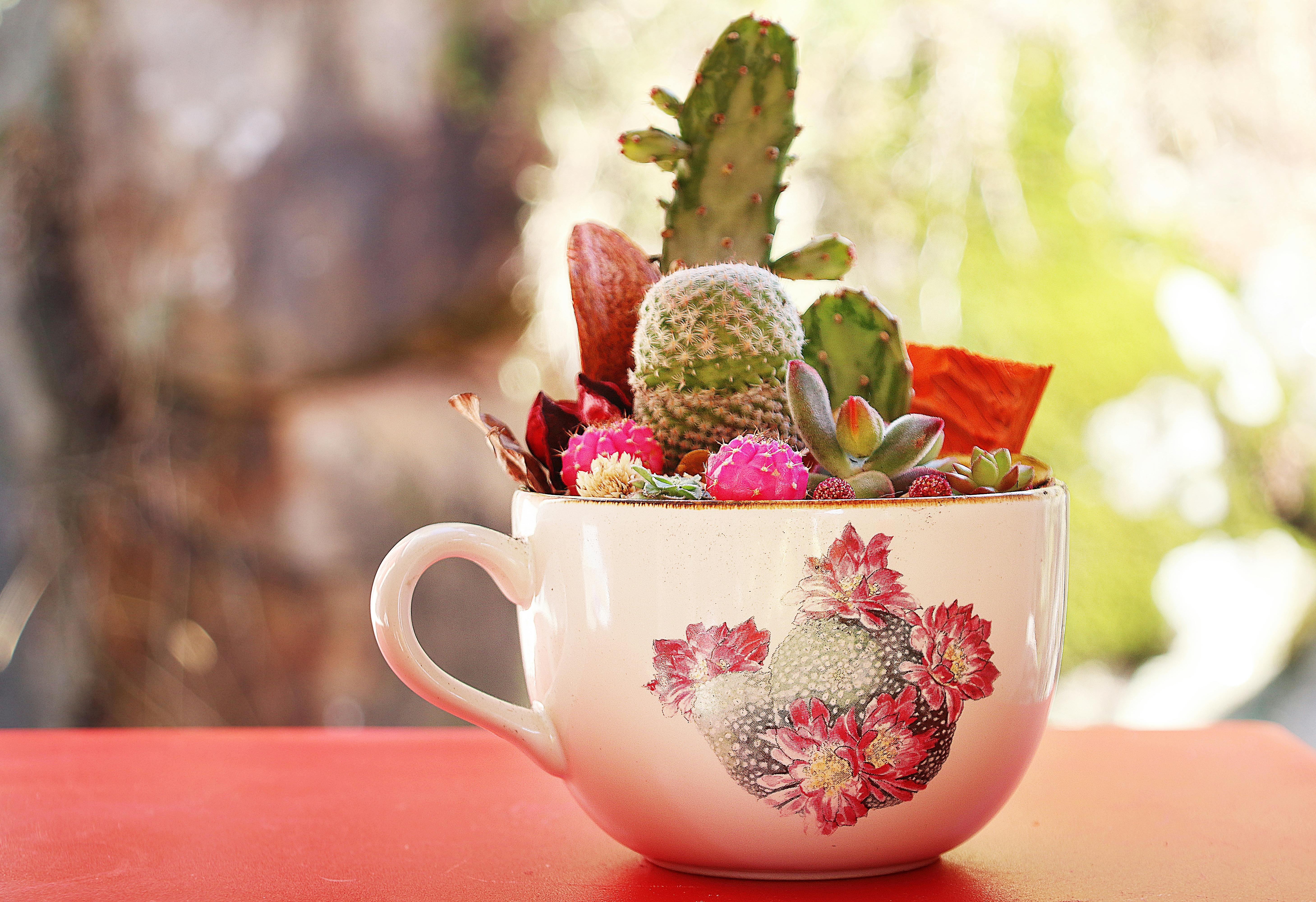 Close-up of Green Cactus on a cup · Free Stock Photo