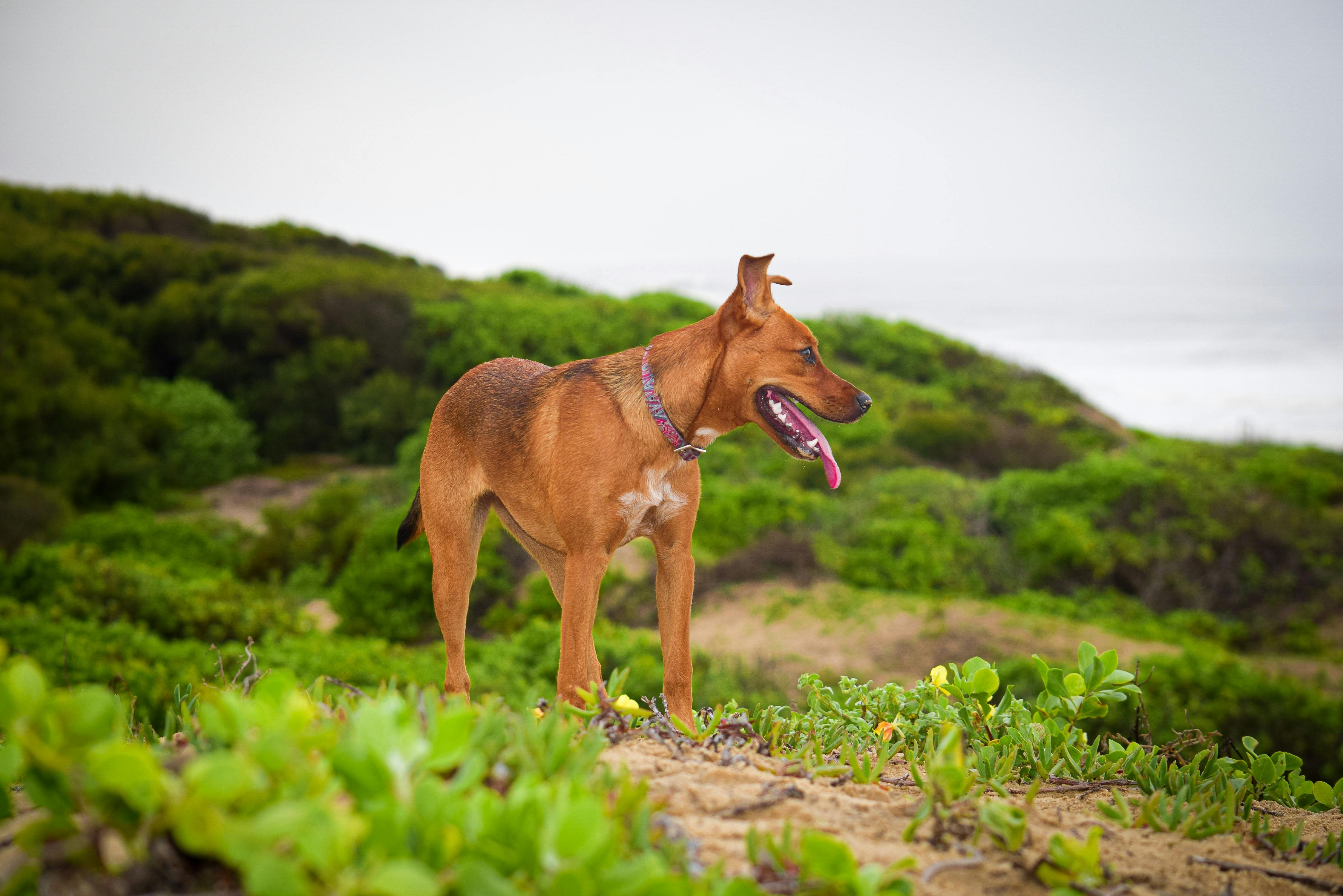 Brown Dog Eating · Free Stock Photo