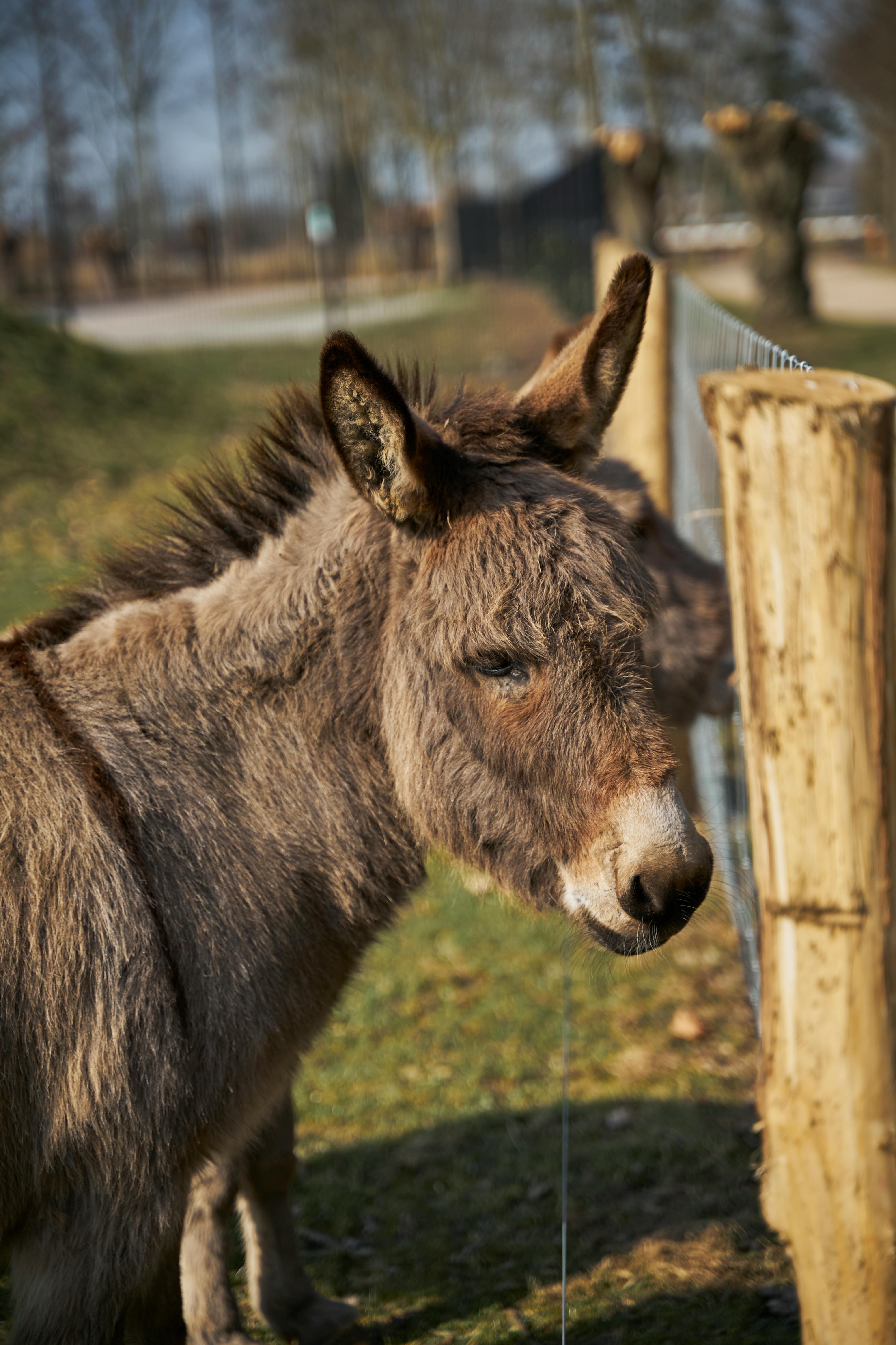 A Donkey on a Grassy Field · Free Stock Photo