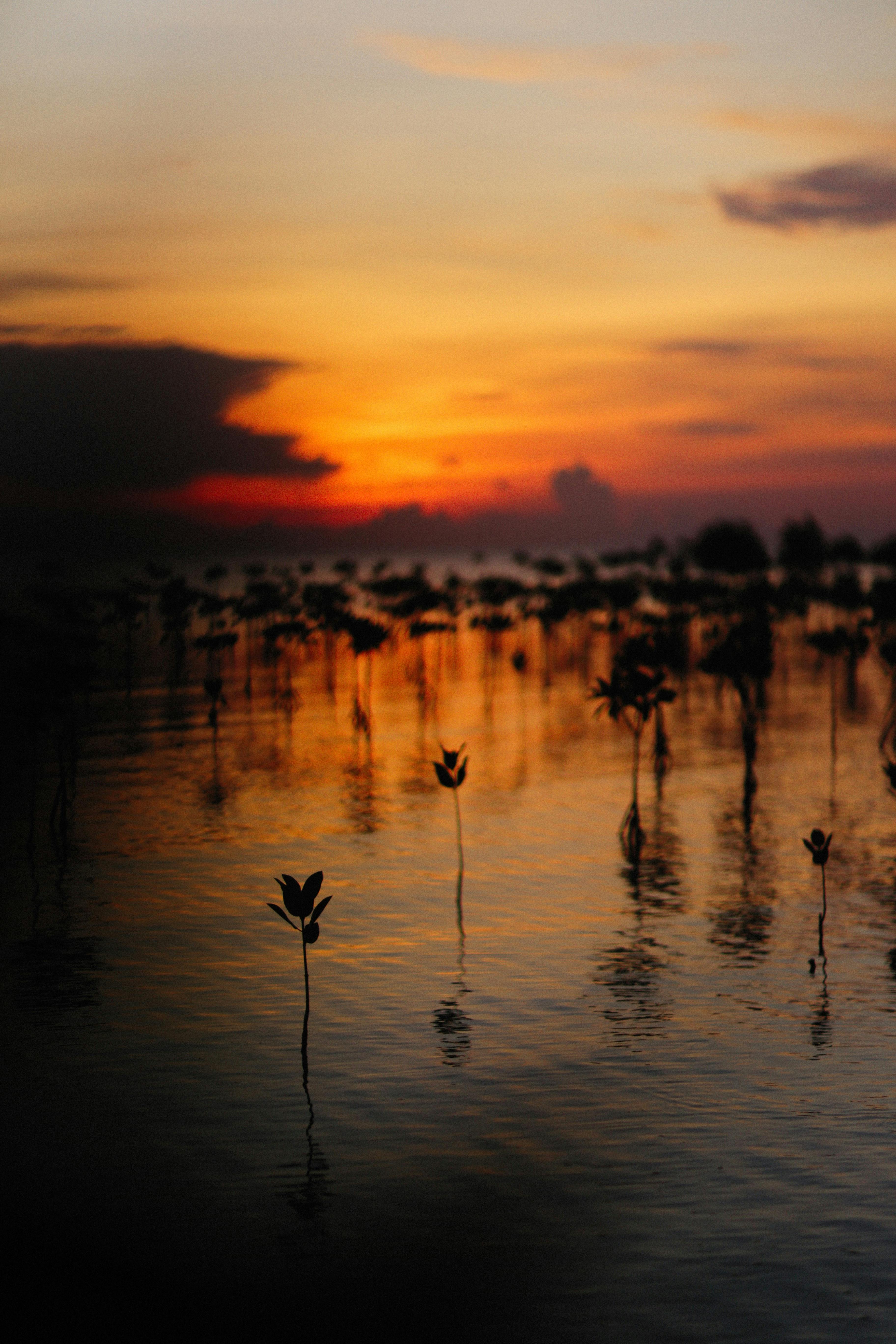 Silhouette of Plants on the Pond during Sunset · Free Stock Photo
