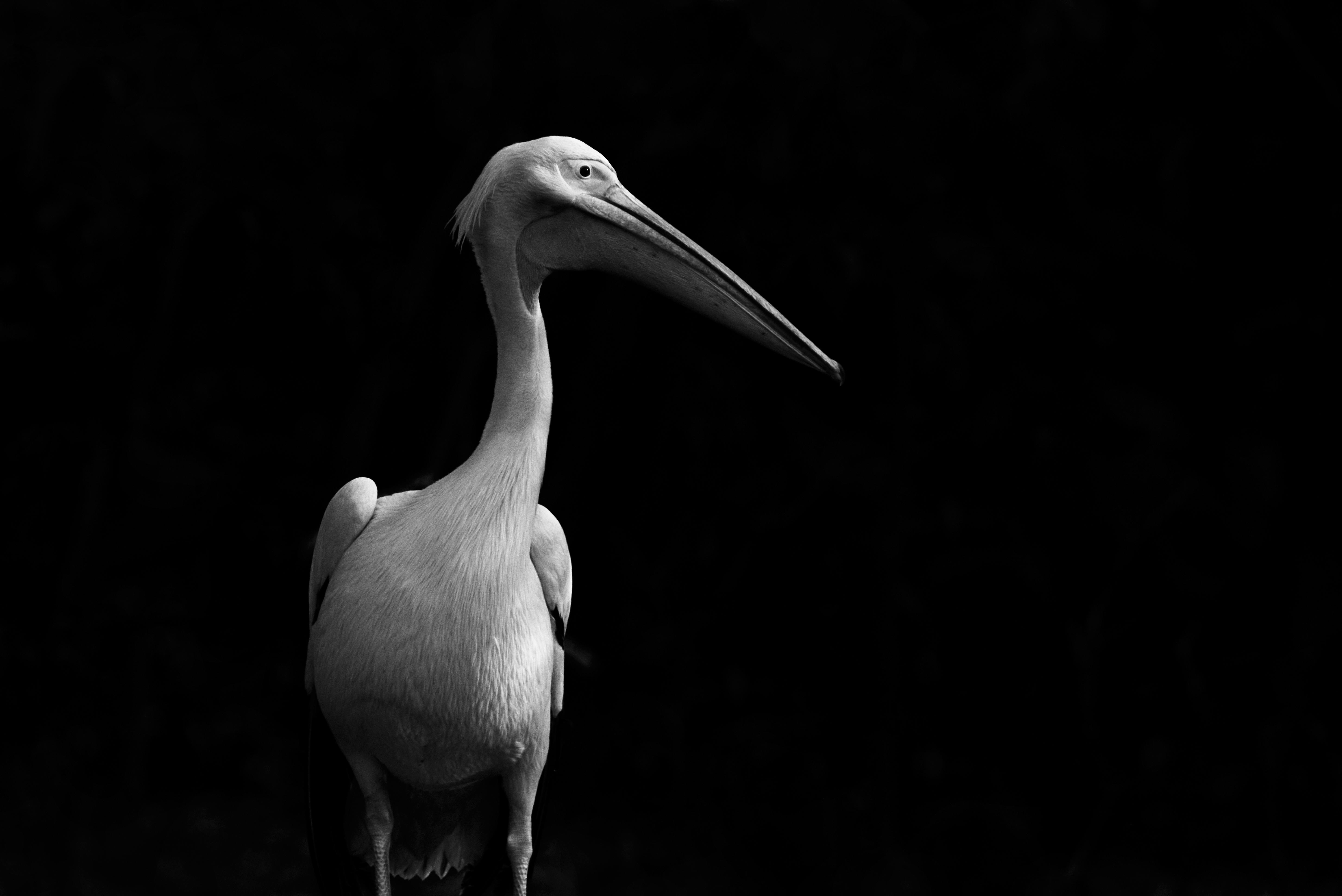 A White Pelican in Black and White · Free Stock Photo