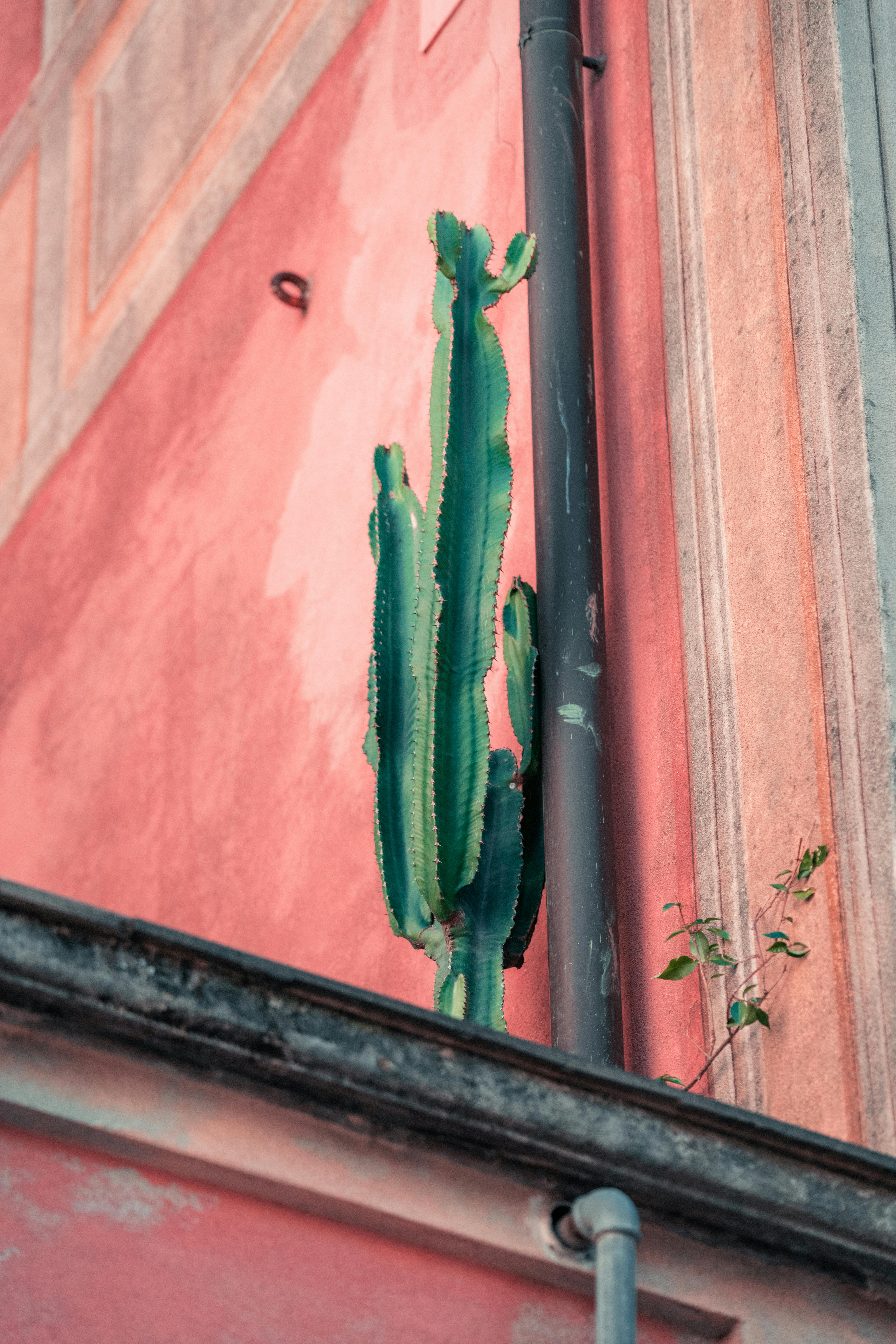 Green Cactus Plant Beside a Red Wall · Free Stock Photo