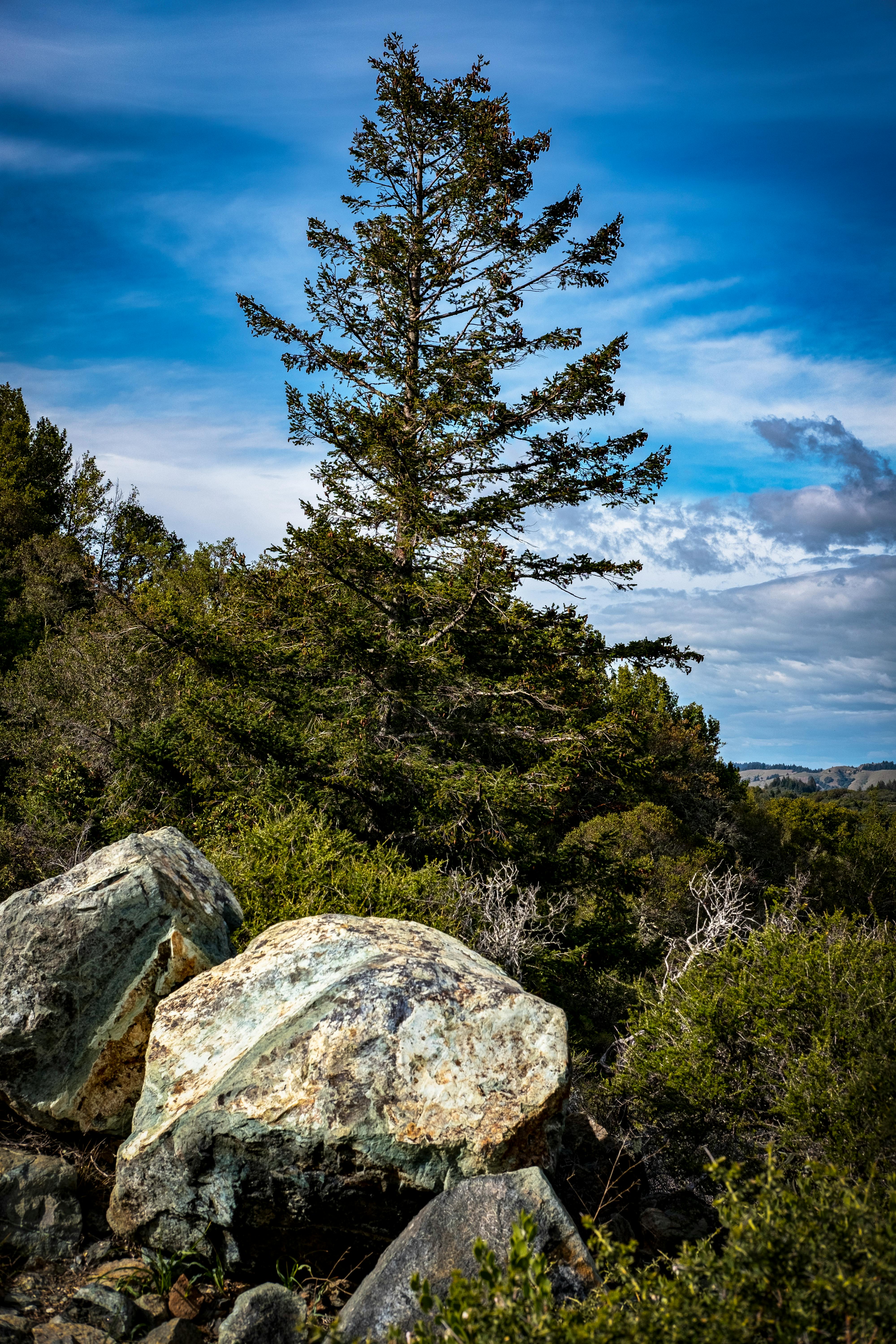 Photo of Rocks in the Forest · Free Stock Photo