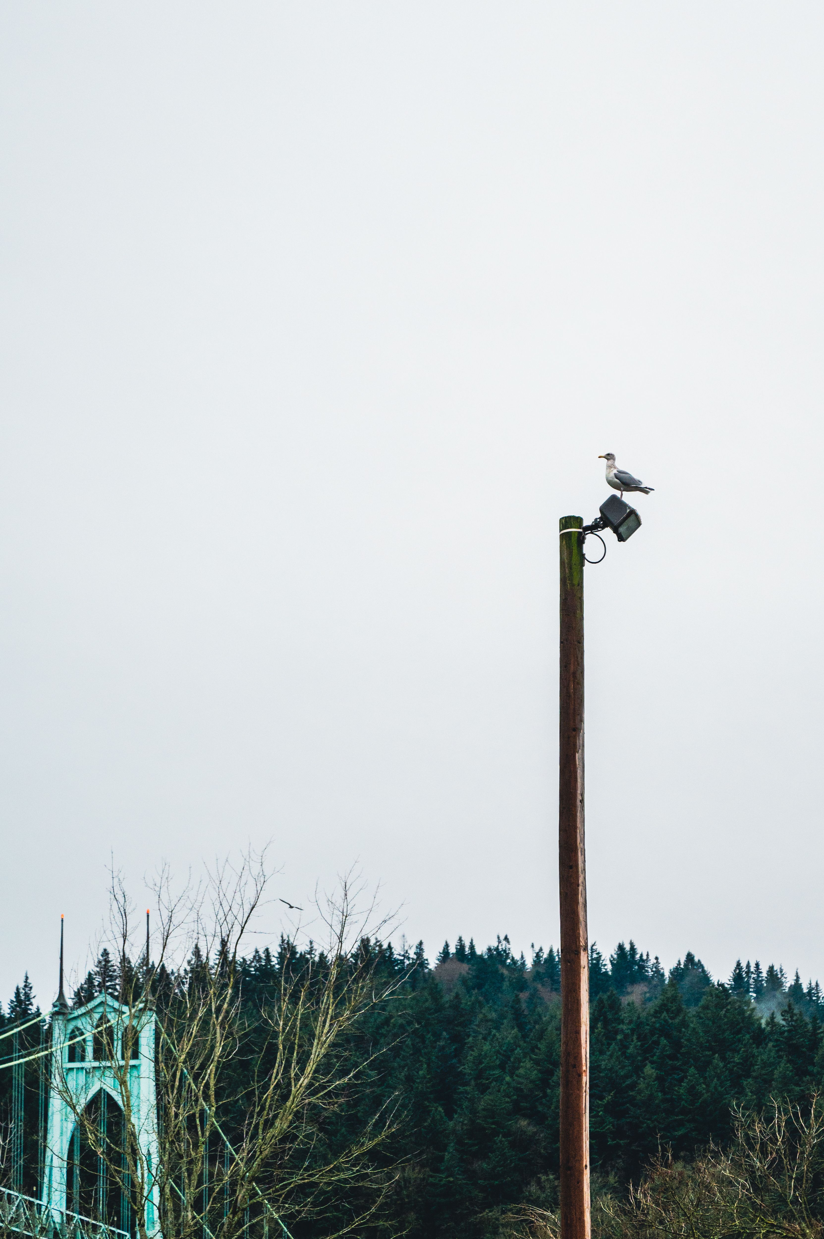 Perch Pole Photos, Download The BEST Free Perch Pole Stock Photos & HD ...