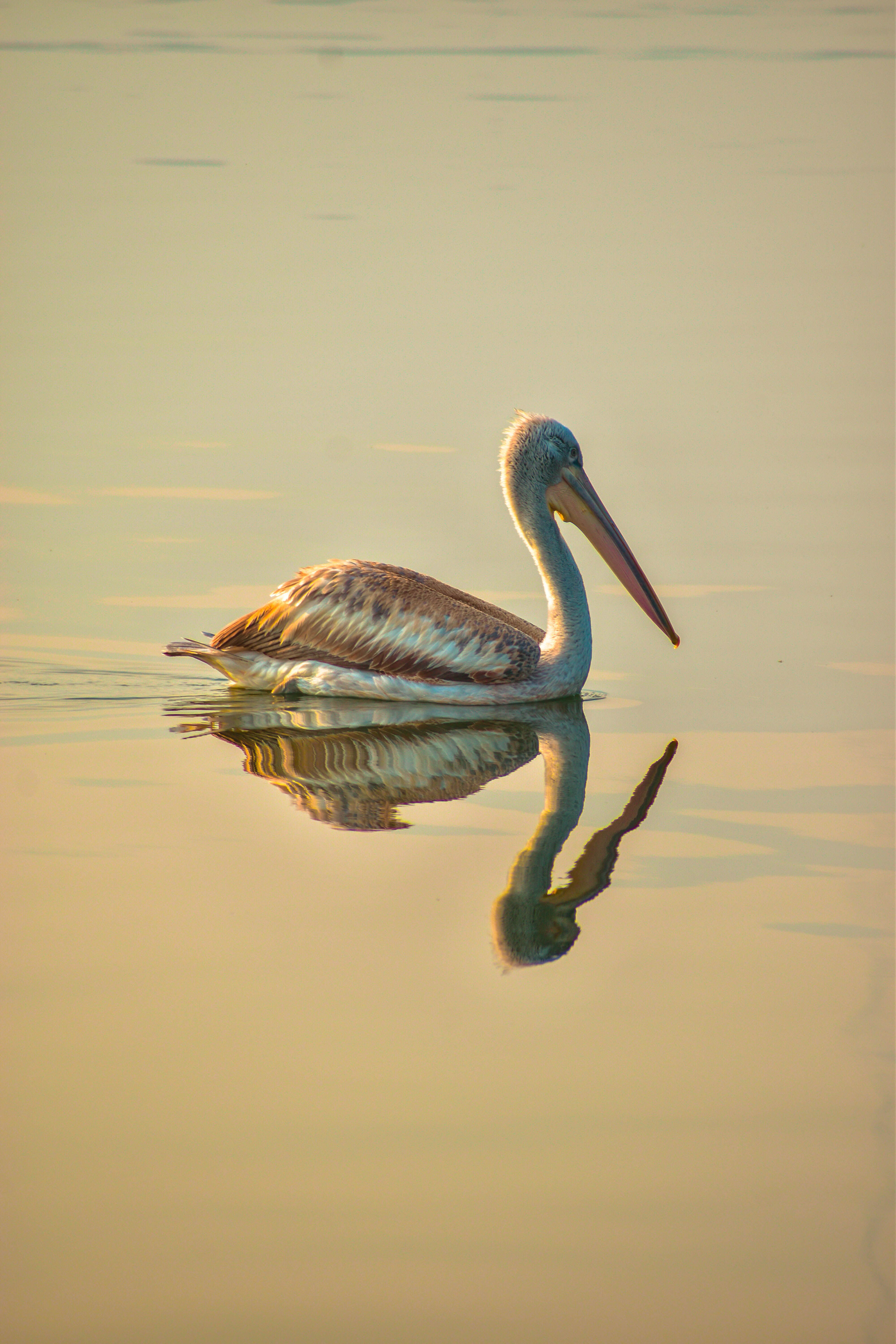 Pelican on Body of Water Near Other Birds · Free Stock Photo